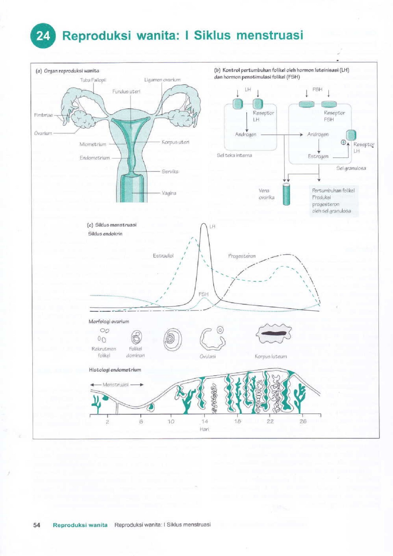 Bagian 6 Reproduksi wanita - haryahutamas - Halaman 1 - 12 | PDF Online ...