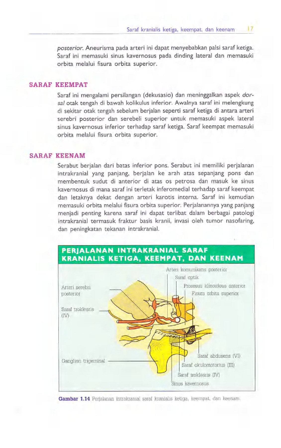 Bab 1. Anatomi - haryahutamas - Halaman 17 | PDF Online | PubHTML5