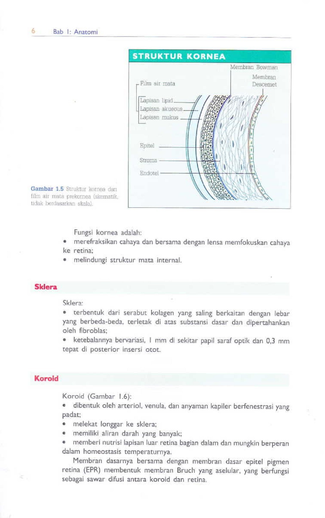 Bab 1. Anatomi - haryahutamas - Halaman 6 | PDF Online | PubHTML5