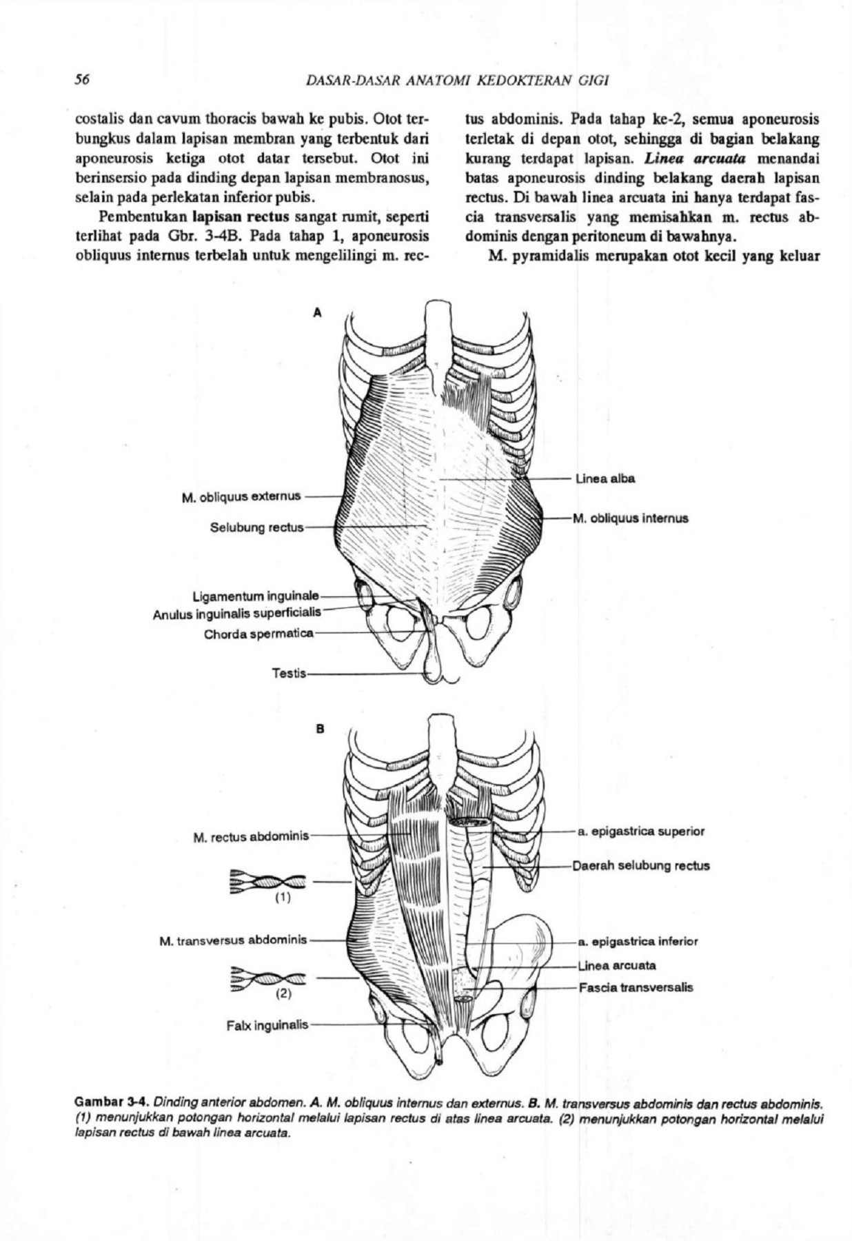 Bab 03. Abdomen - haryahutamas - Page 6 | Flip PDF Online | PubHTML5