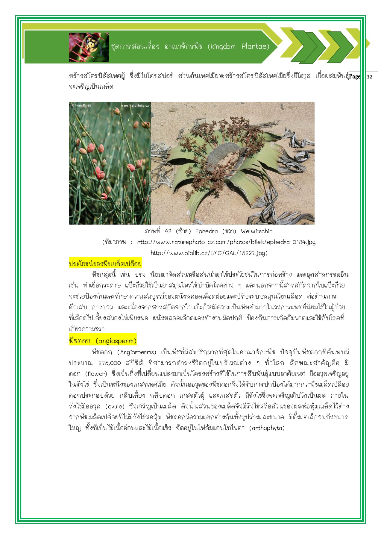 อาณาจักรพืช - BIOLOGY M.4 - หน้าหนังสือ 32 | พลิก PDF ออนไลน์ | PubHTML5