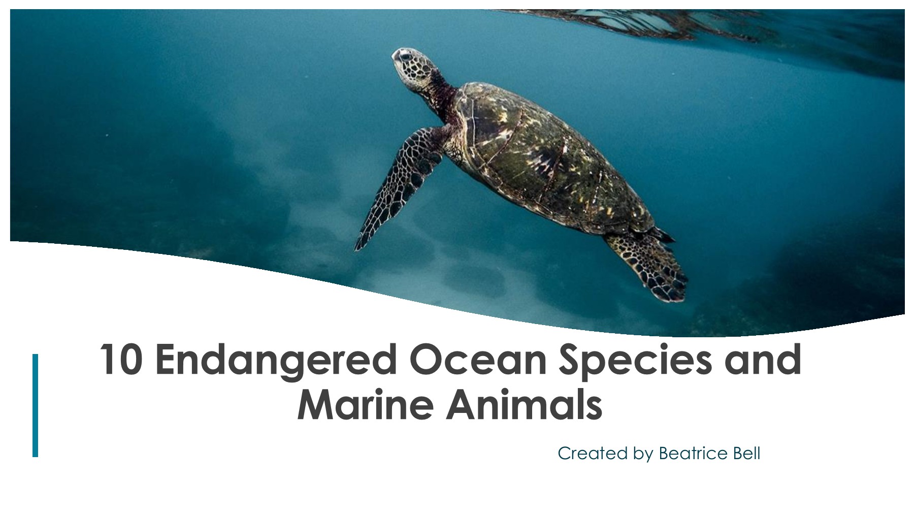 10 Endangered Ocean Species and Marine Animals - Beatrice Bell - Page 1 ...