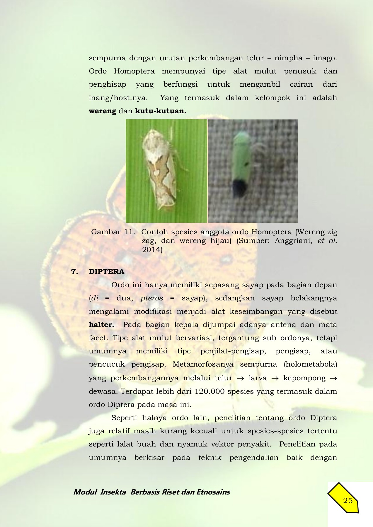 Modul Biologi Insekta Kelas X - Supadmi Padmi - Halaman 34 | PDF Online ...