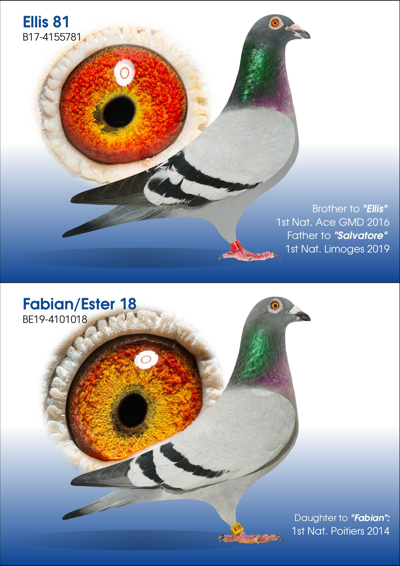 breedingpairs2020 - mieke.debrabander - Page 35 | Flip PDF Online ...