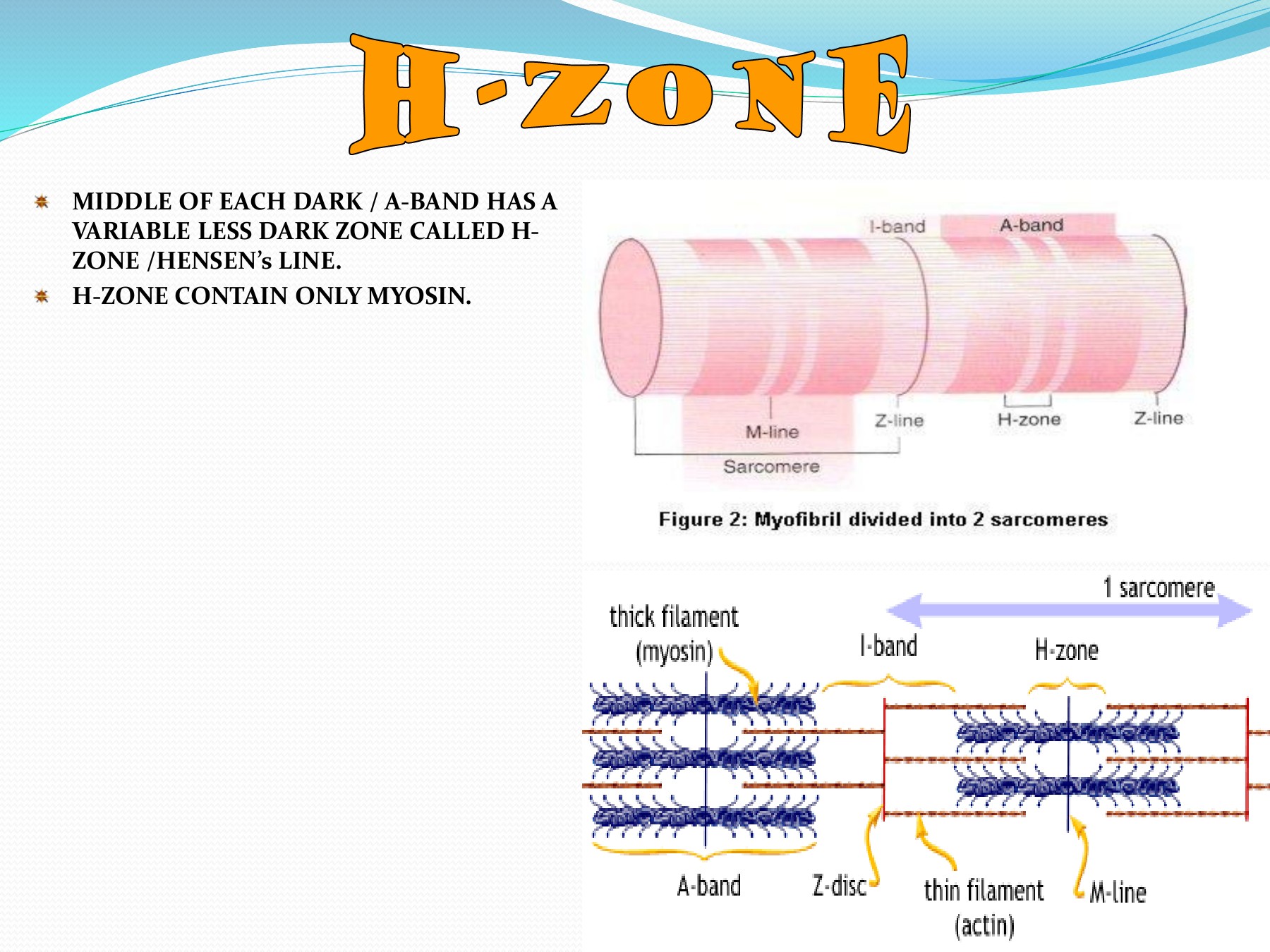 The Muscular System - Roy Augustine - Page 30 | Flip PDF Online | PubHTML5
