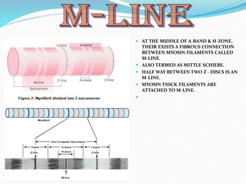 The Muscular System - Roy Augustine - Page 29 | Flip PDF Online | PubHTML5
