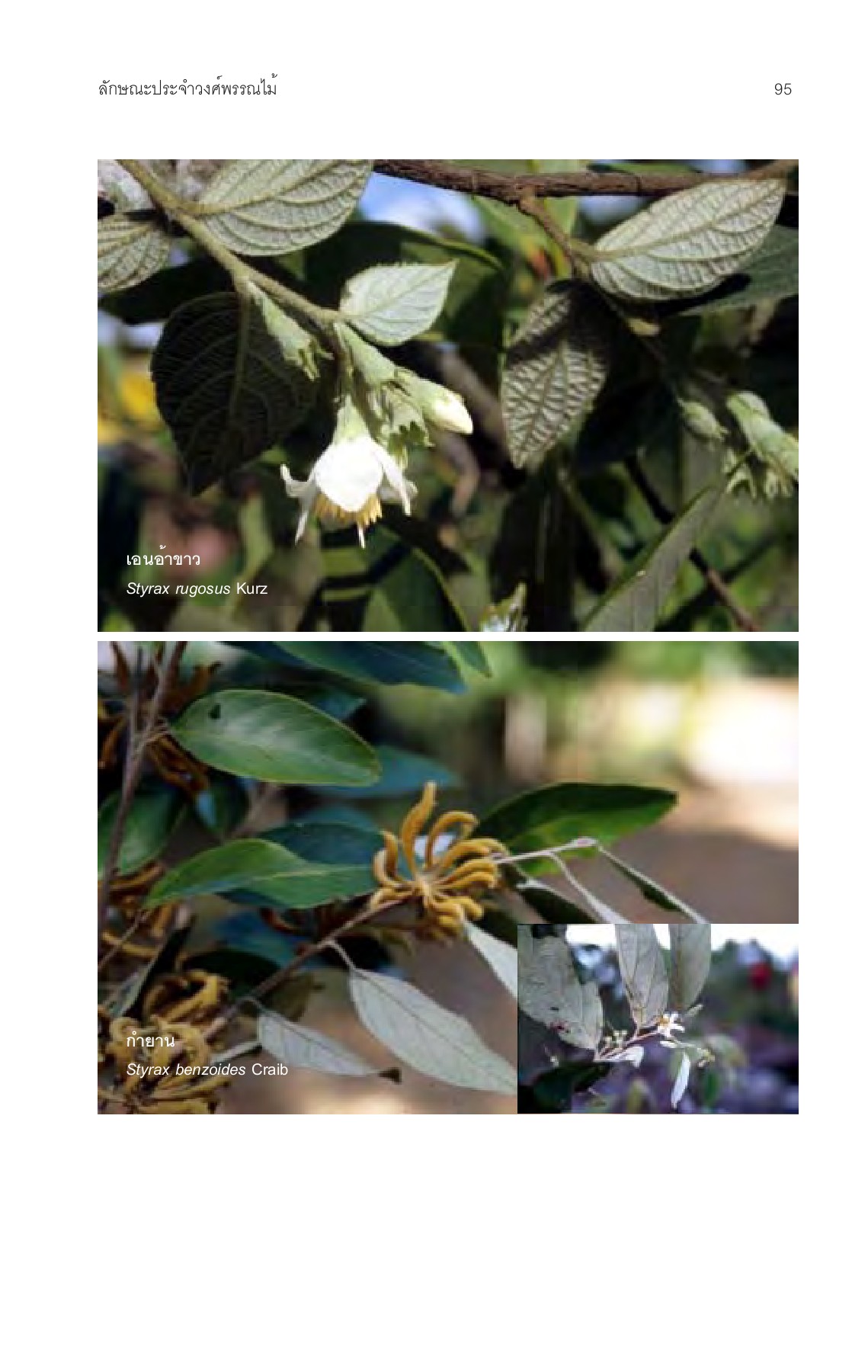 ลักษณะประจำวงศ์พรรณไม้ - ห้องสมุดประชาชน "เฉลิมราชกุมารี" อำเภอบางละมุง ...
