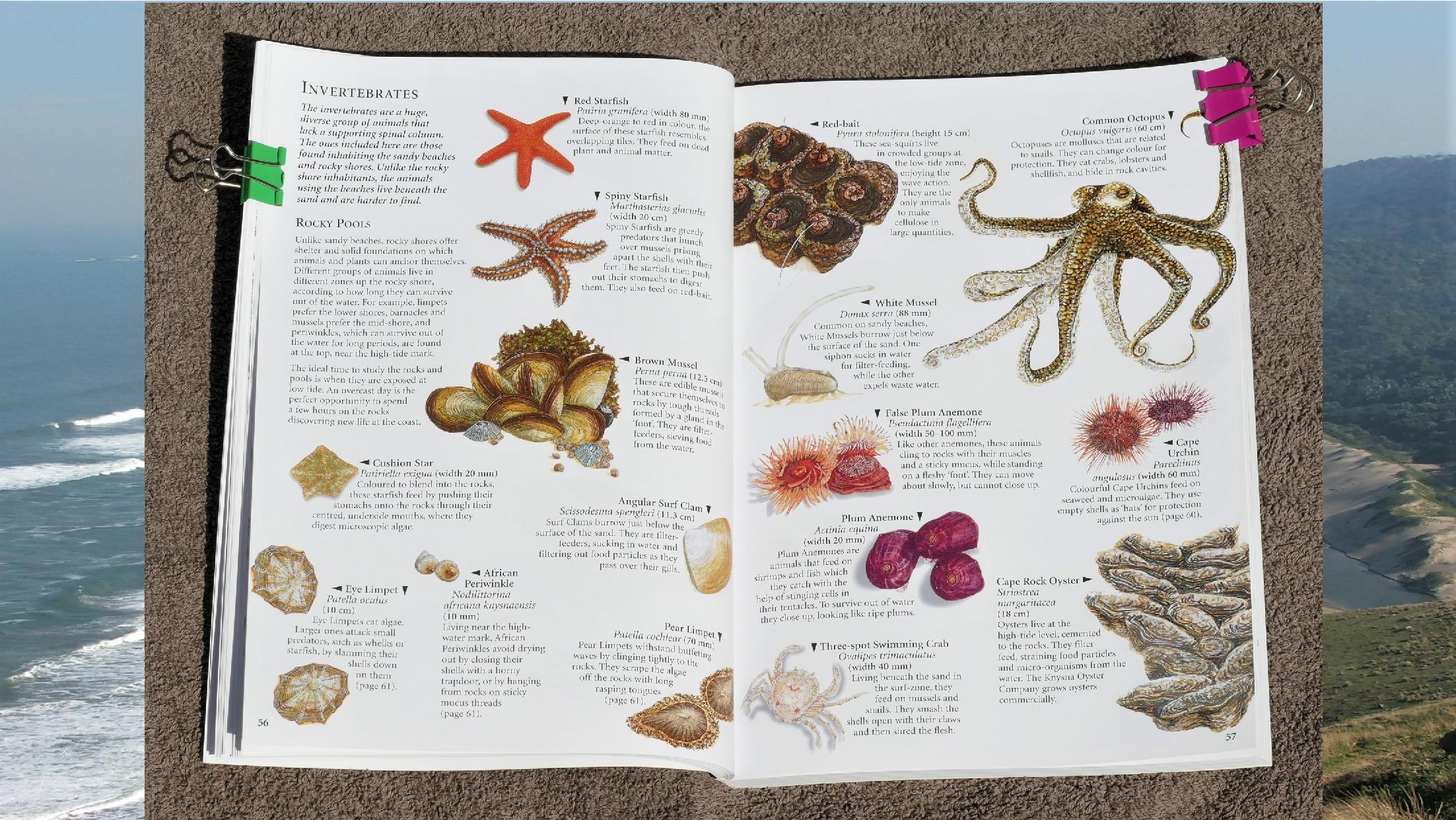 Guide to the Garden Route - PUB HTML5 flipbook - johanrothmann - Page 8 | Flip PDF Online | PubHTML5