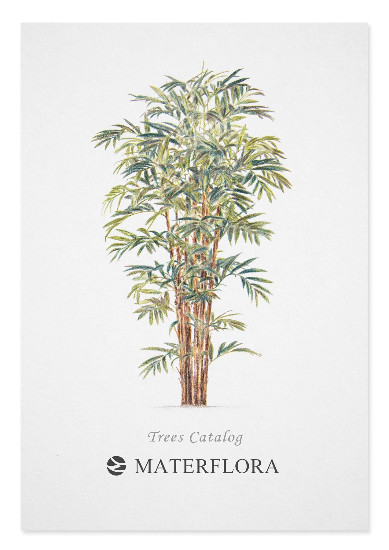 Materflora Trees Catalog - materflora - Page 1 - 120 | Flip PDF Online ...