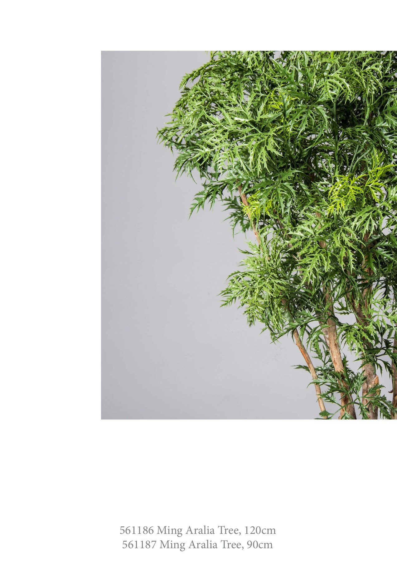Materflora Trees Catalog - materflora - Page 37 | Flip PDF Online ...