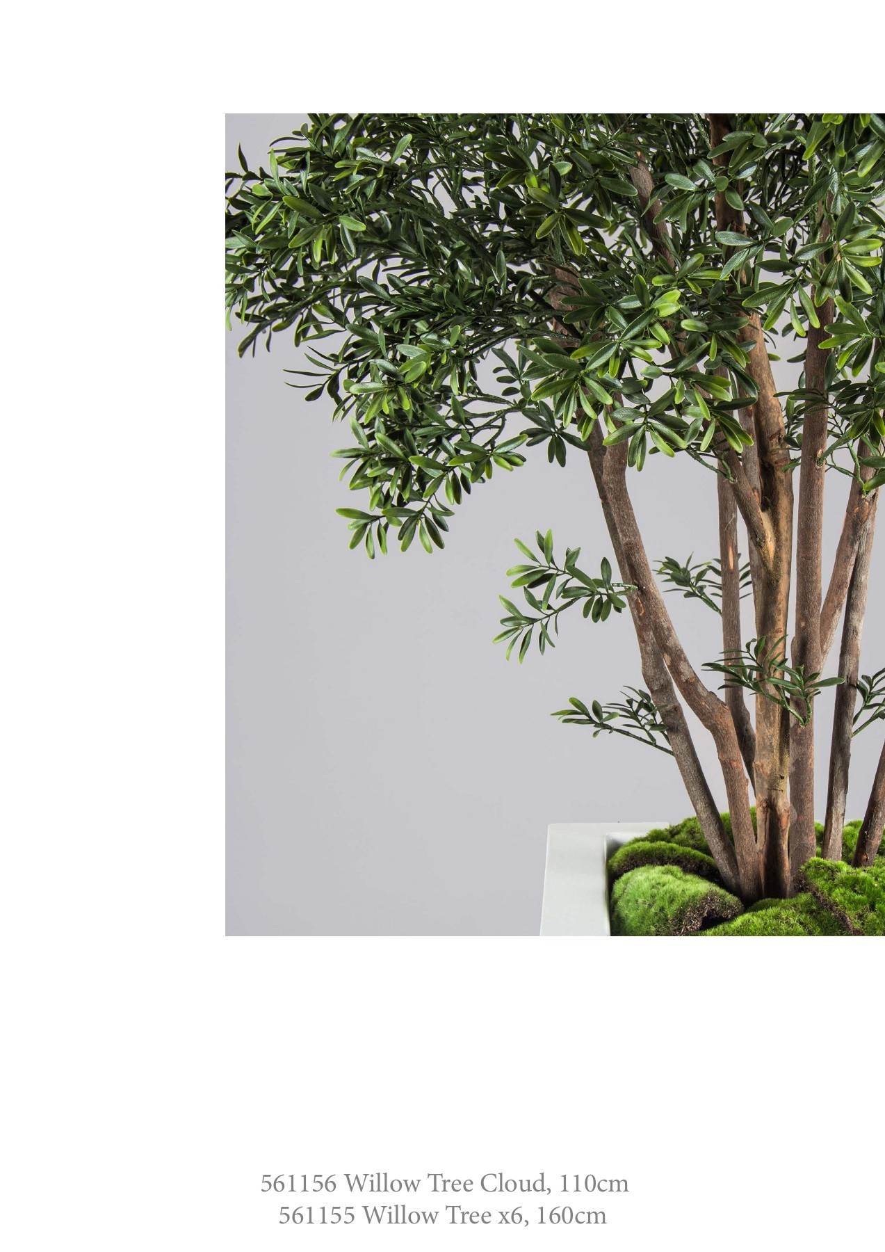 Materflora Trees Catalog - materflora - Page 57 | Flip PDF Online ...