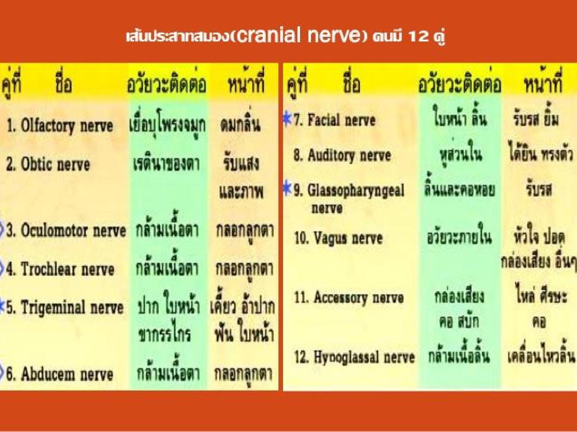 unit 1 Human Body - Oranut - หน้าหนังสือ 224 | พลิก PDF ออนไลน์ | PubHTML5