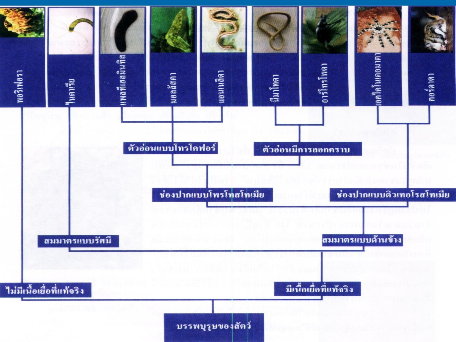 unit 2 Biodiversity - Oranut - หน้าหนังสือ 168 | พลิก PDF ออนไลน์ ...