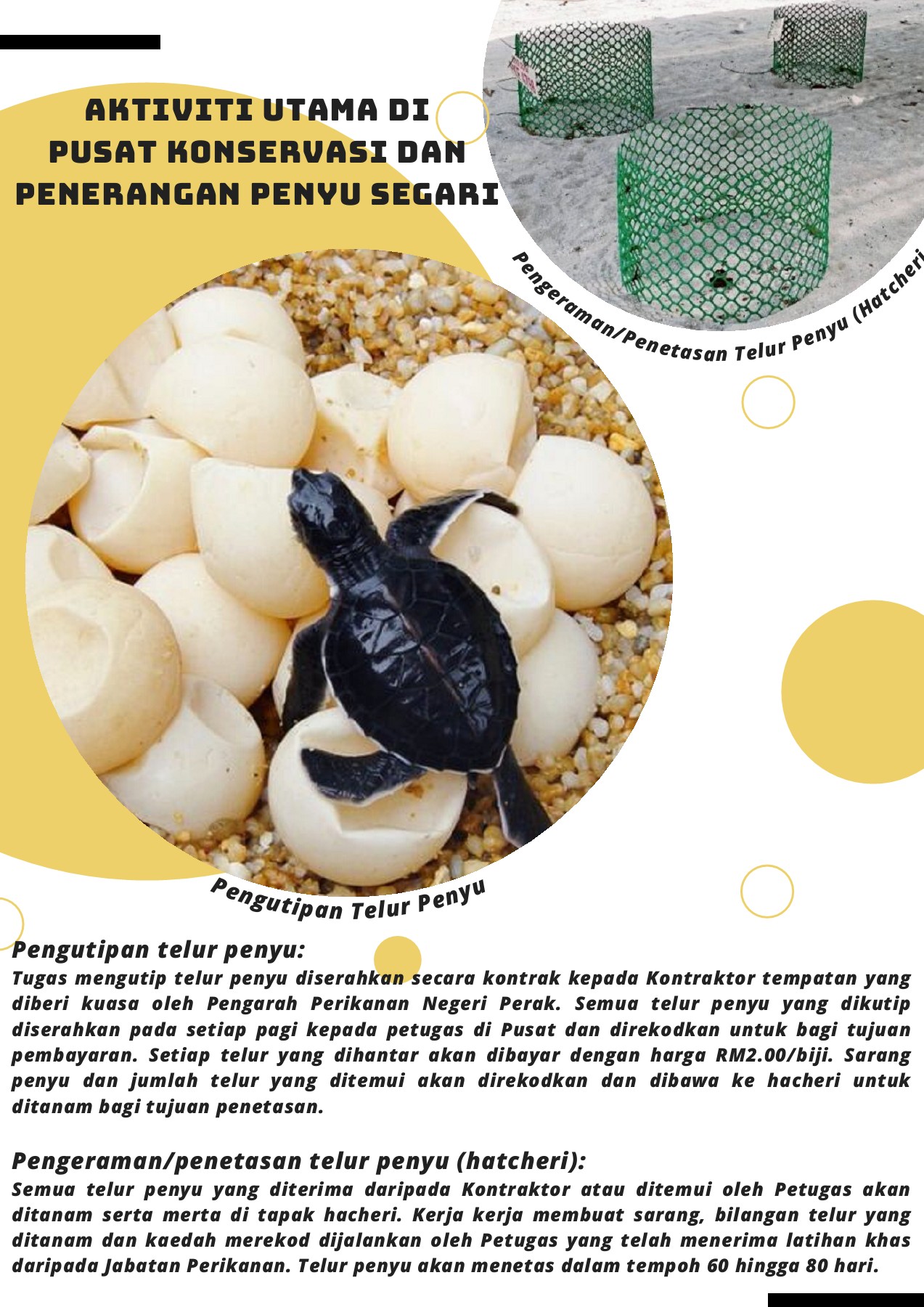 FLIPBOOK PUSAT KONSERVASI DAN PENERANGAN PENYU SEGARI - nur afiqah ...