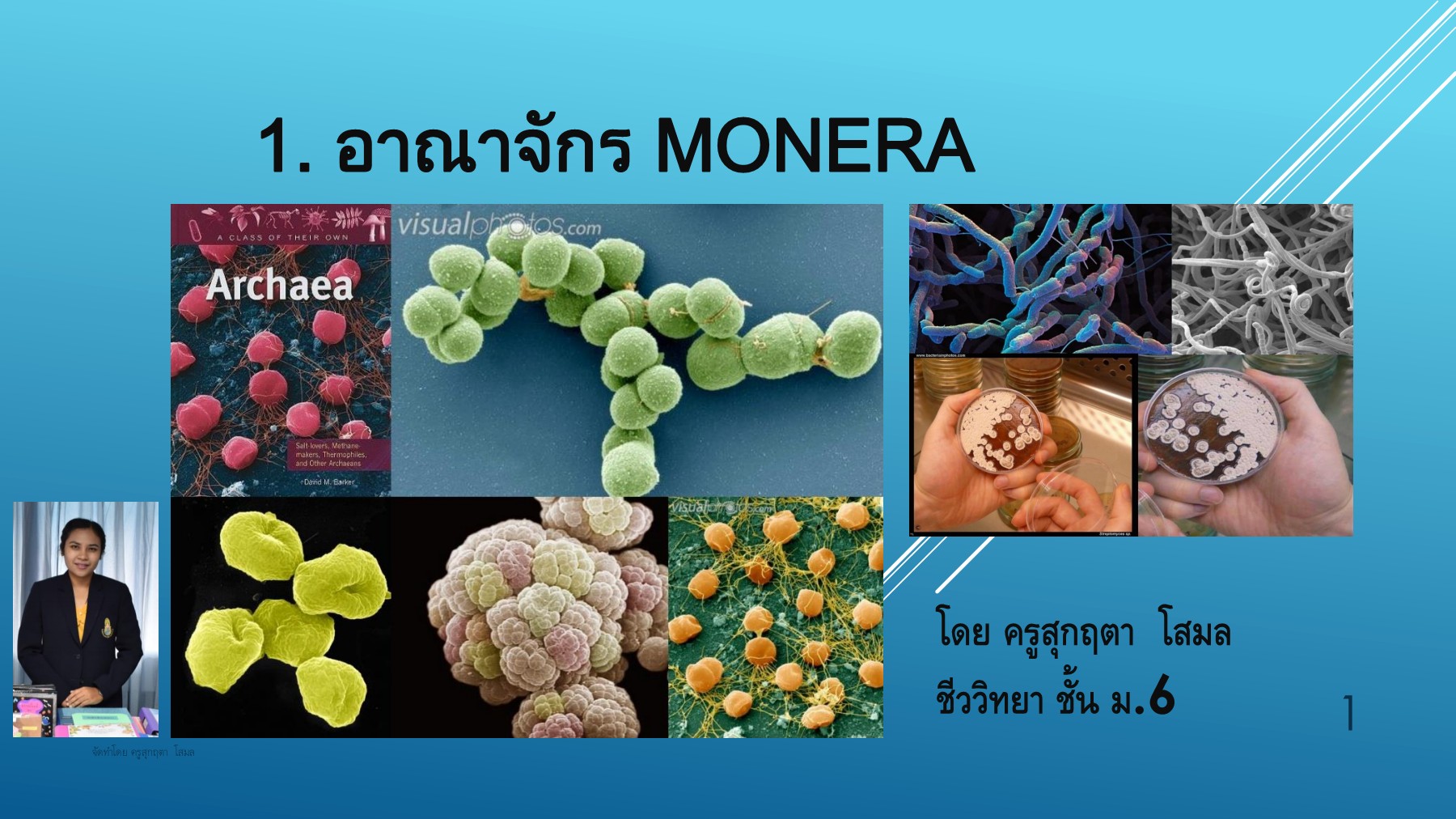 Kingdom Monera สื่อการเรียนการสอนโดยครูสุกฤตา โสมล - suklittha24 - หน้า ...