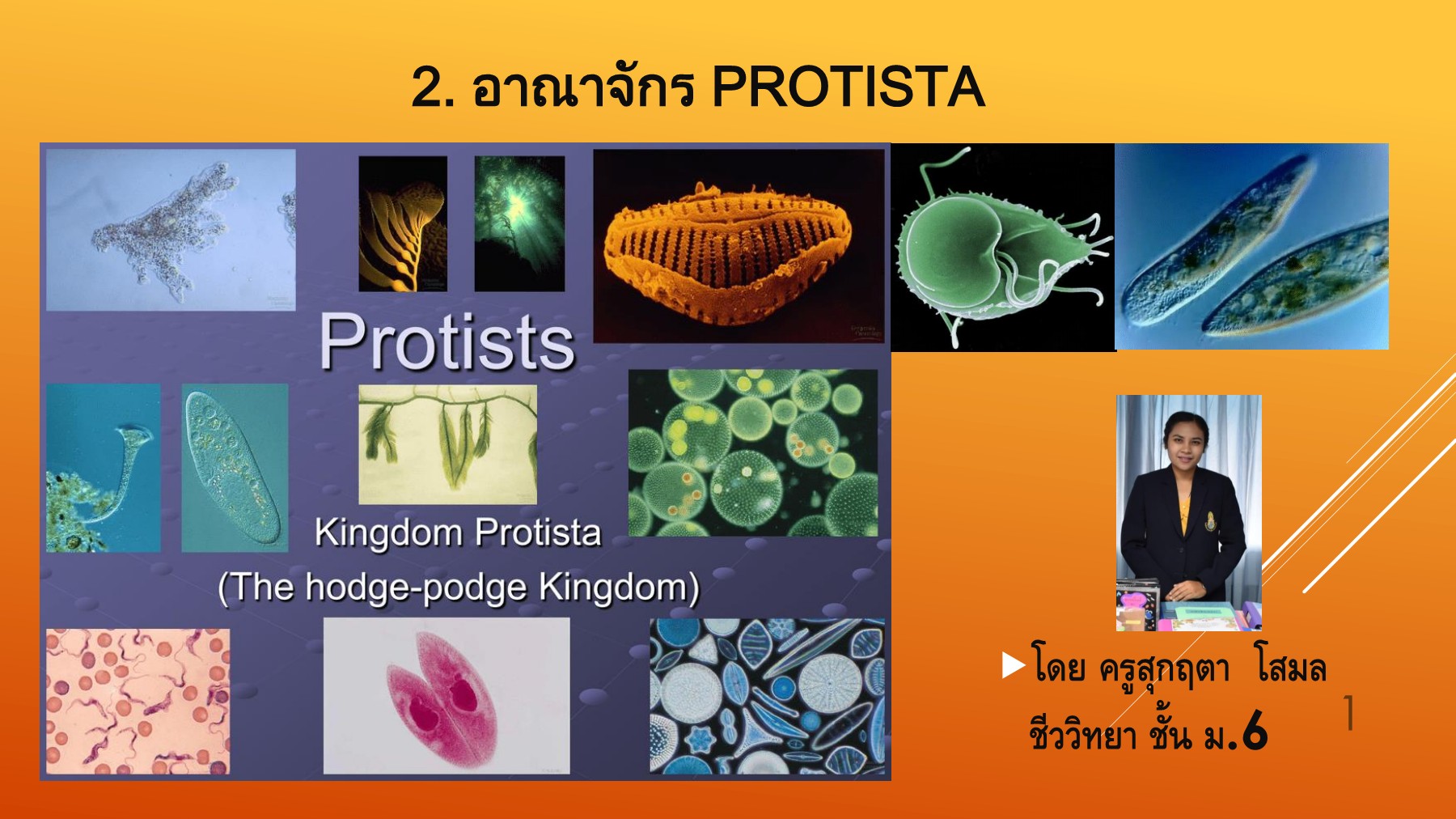 Kingdom Protista สื่อการเรียนการสอน โดยครูสุกฤตา โสมล - suklittha24 ...