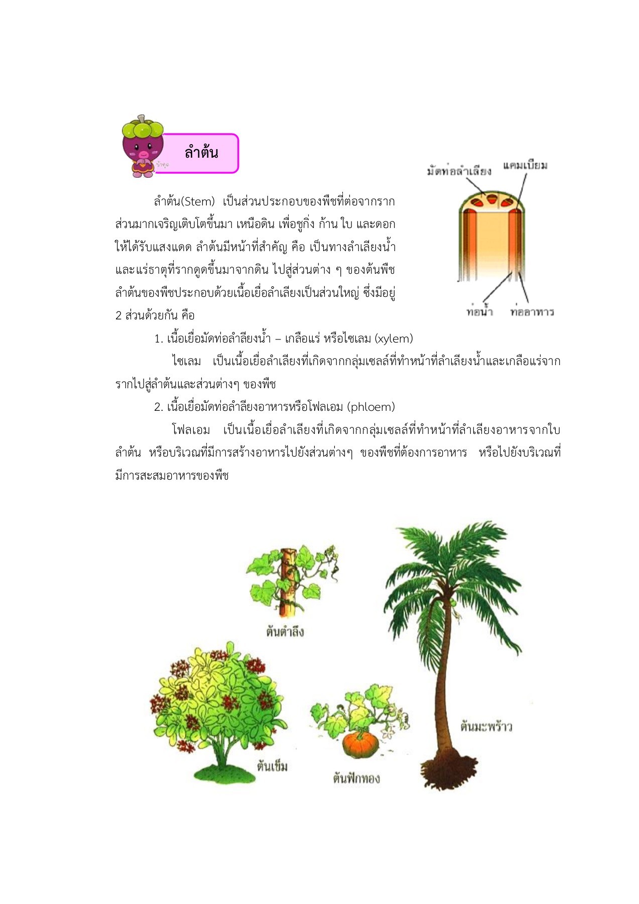 ส่วนประกอบของพืช - kroosomporn - หน้าหนังสือ 2 | พลิก PDF ออนไลน์ ...