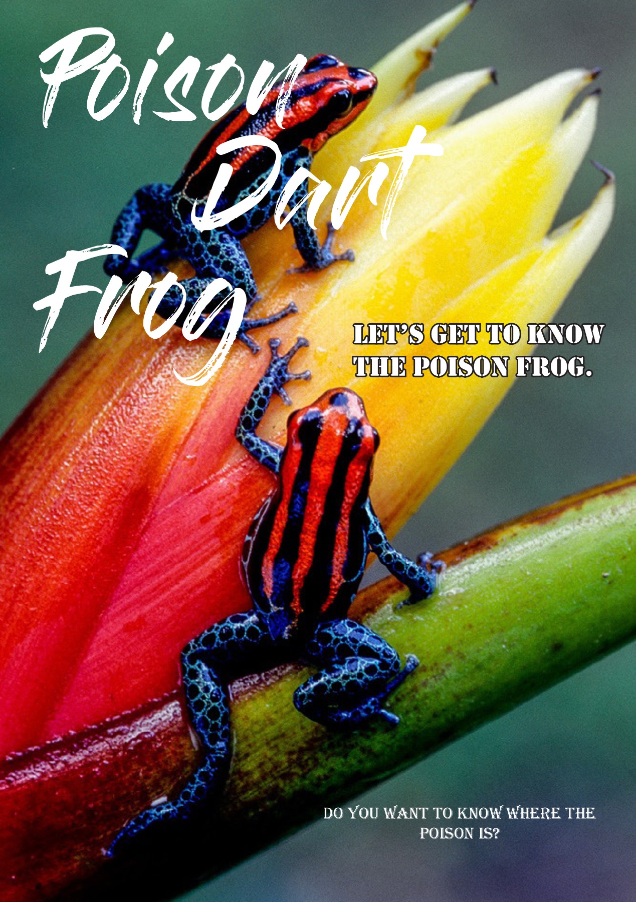 The Poison Dart Frog - tonkal47.ns - Page 1 - 10 | Flip PDF Online ...