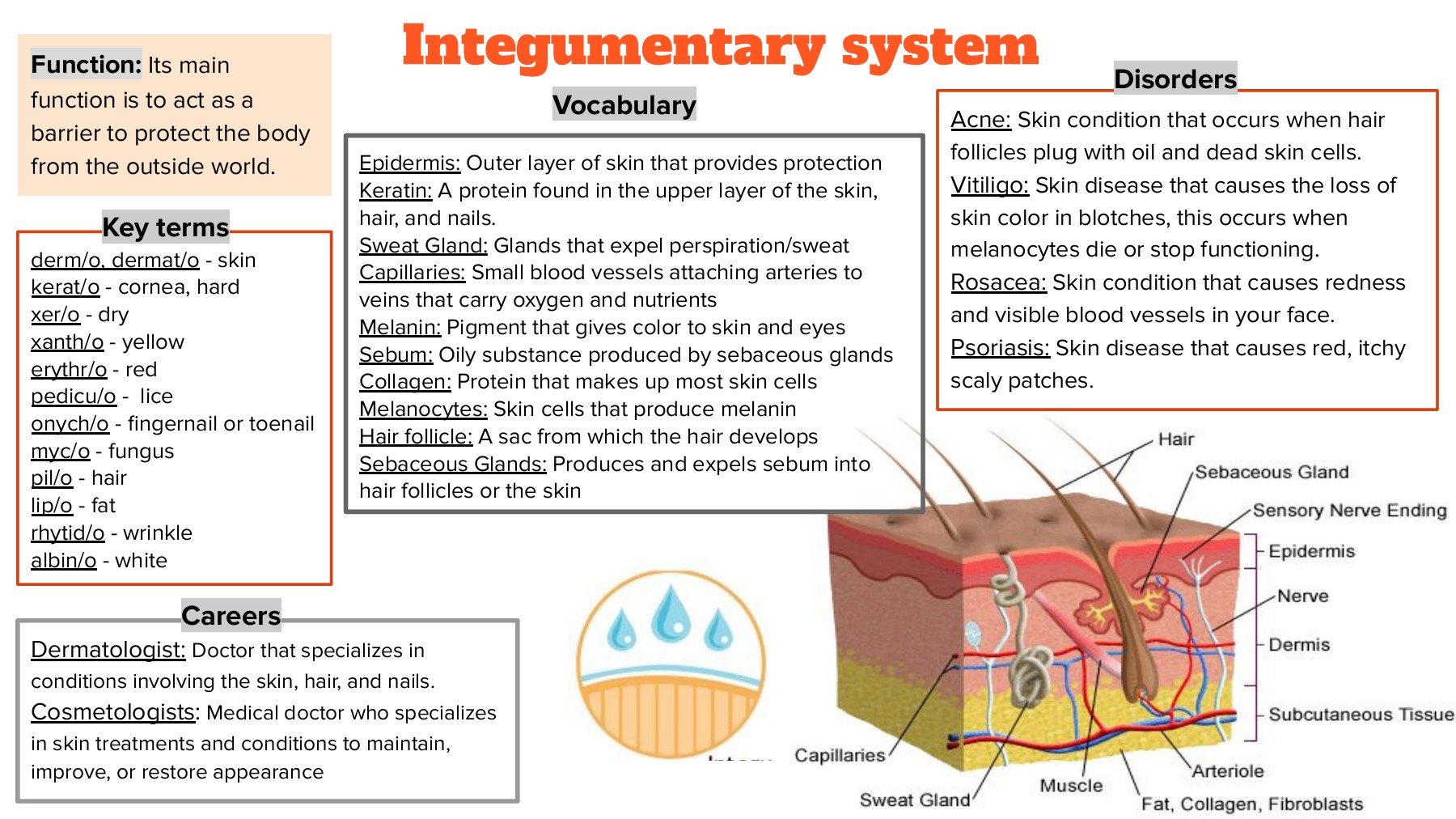 Integumentary system - Paula Fajardo Gonzalez - Page 1 - 1 | Flip PDF Online | PubHTML5