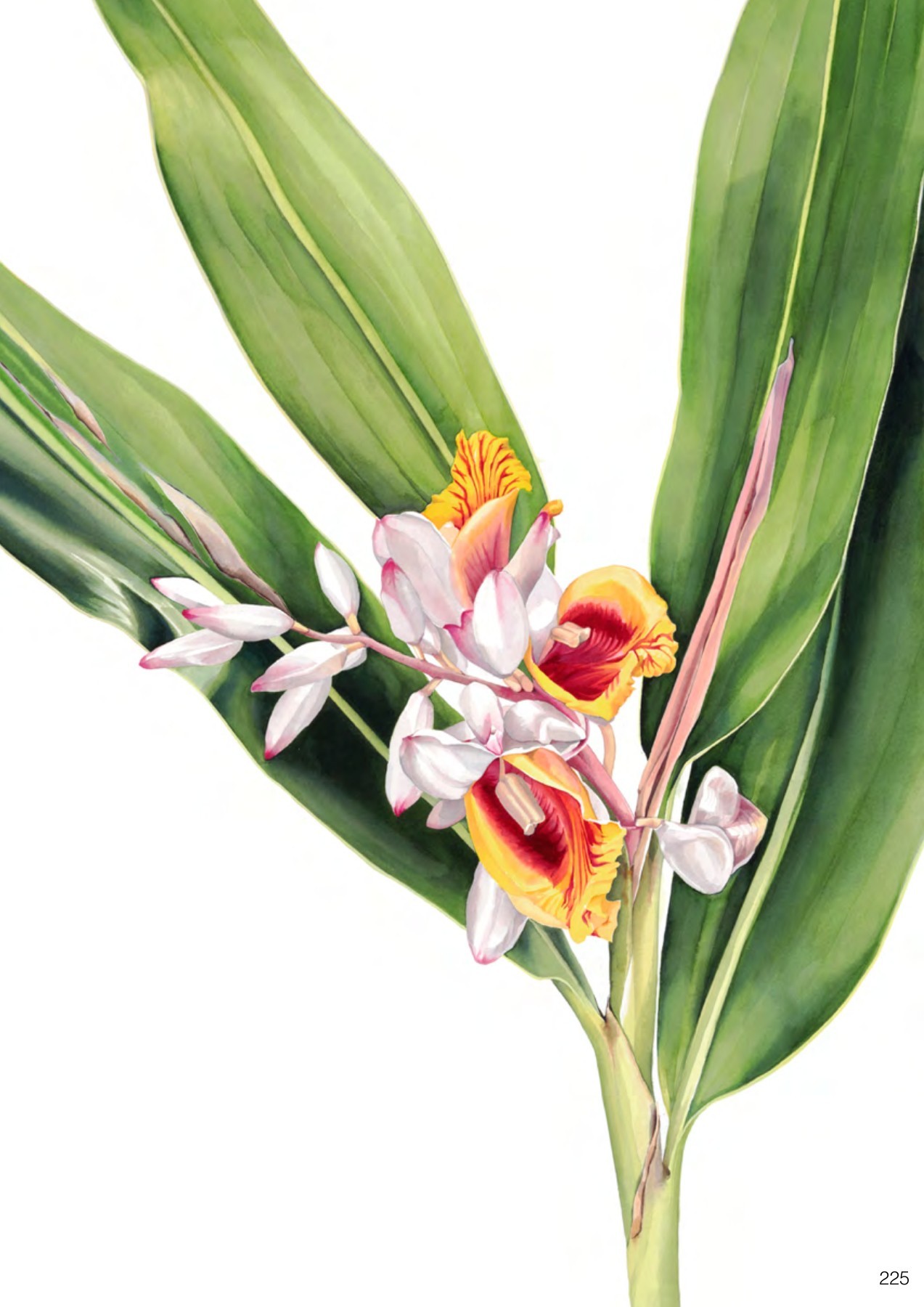 SCPUH_2D_Final_Catalogue - simon - Page 225 | Flip PDF Online | PubHTML5