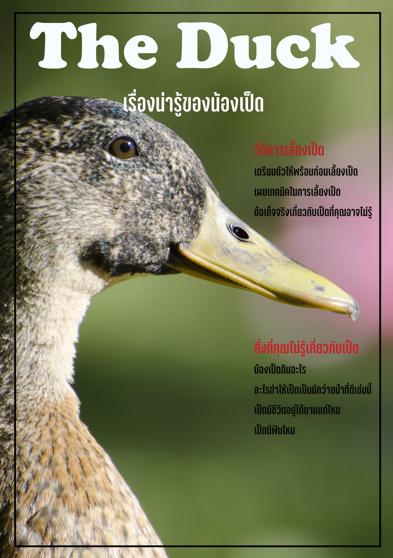 the duck เรื่องน่ารู้ของน้องเป็ด - Metanee Mhoosantiea - หน้าหนังสือ 1 - 10 | พลิก PDF ออนไลน์ ...