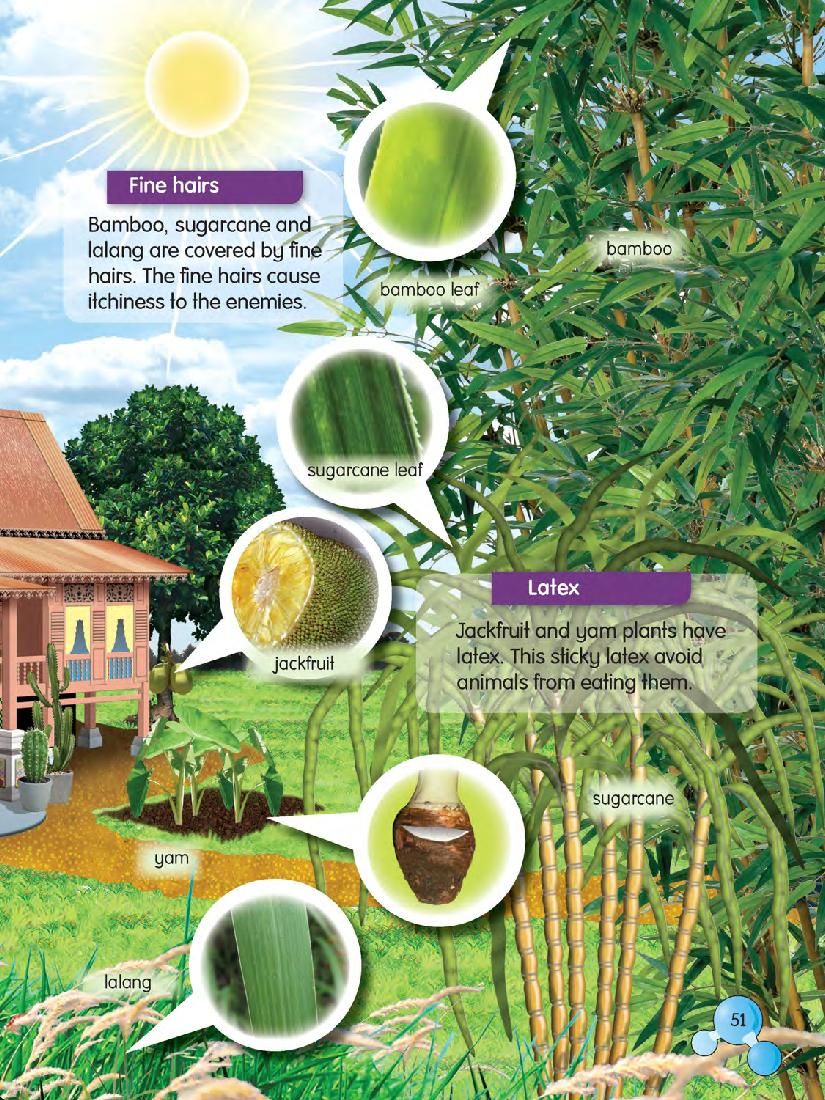 Science Year 5 - g-42335854 - Page 59 | Flip PDF Online | PubHTML5