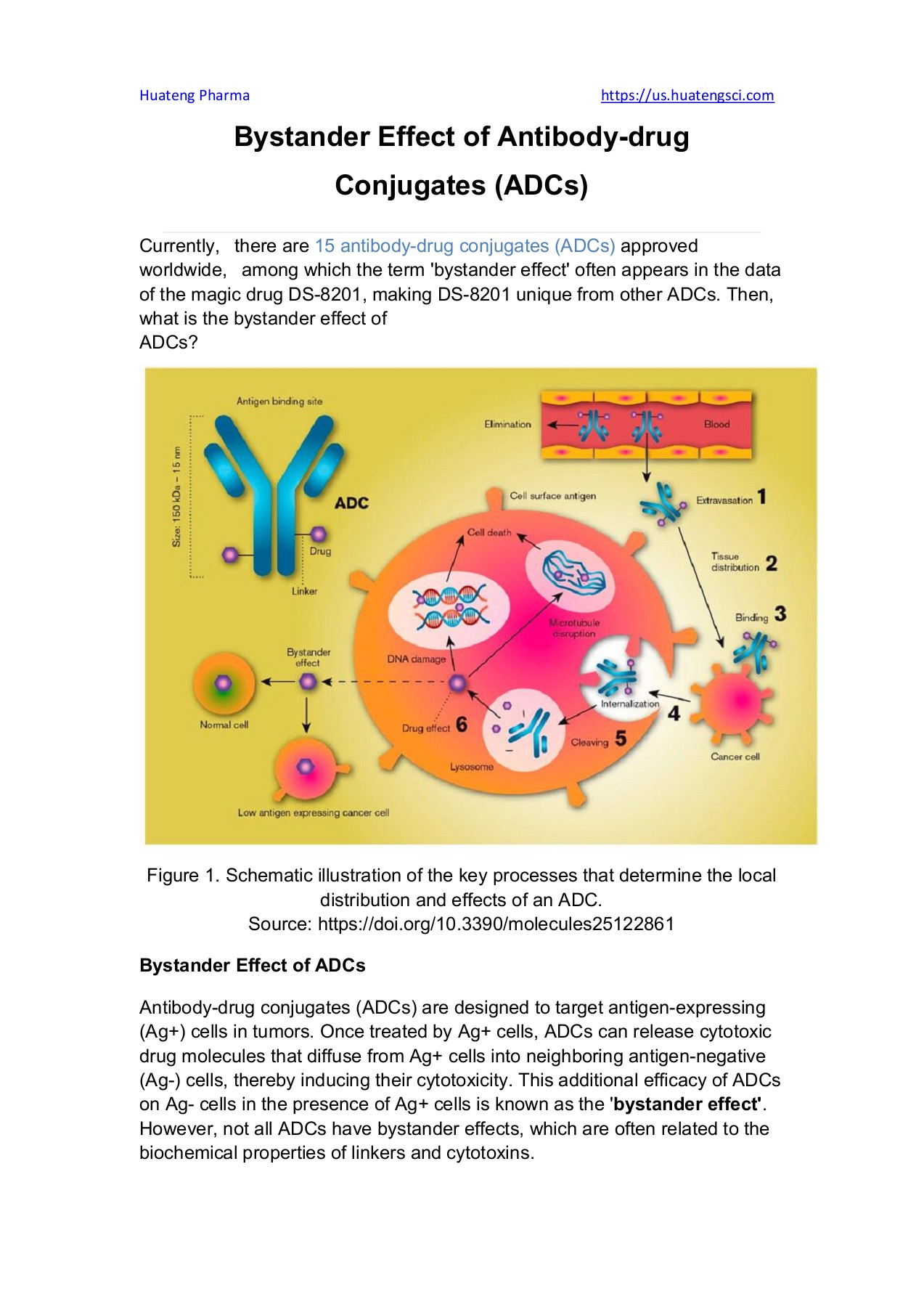 Bystander Effect of Antibody-drug Conjugates (ADCs) - sunny Fang - Page ...