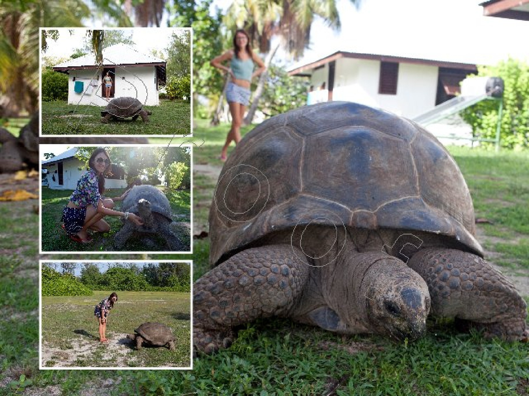 Seyshells - 8-in-1 - Page 52 | Flip PDF Online | PubHTML5