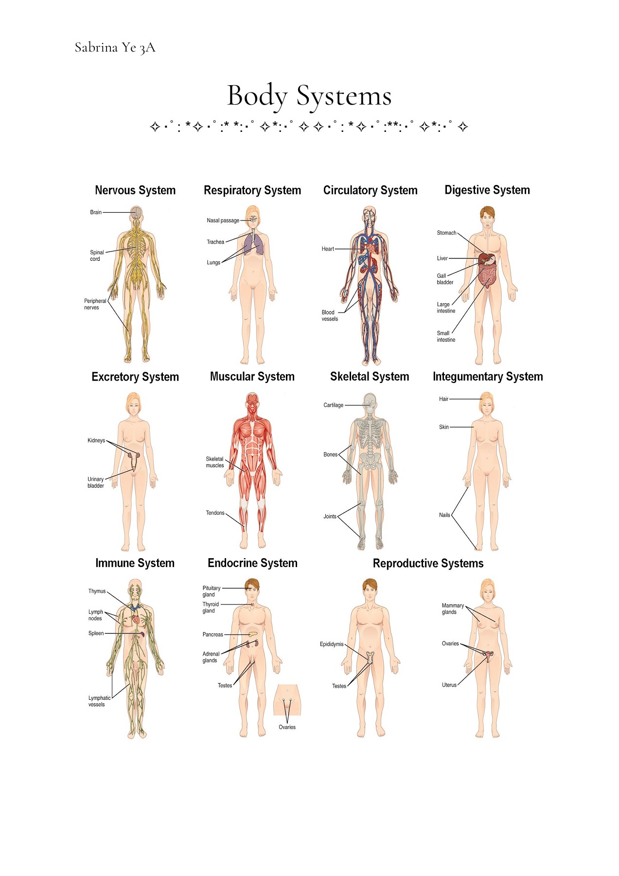 Body Systems Flipbook - Sabrina Ye - Page 1 - 21 | Flip PDF Online | PubHTML5