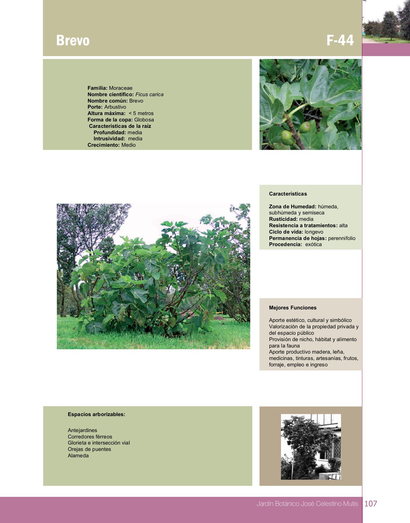 Manual de Silvicultura Urbana para Bogotá - Jardin Botánico De Bogota ...