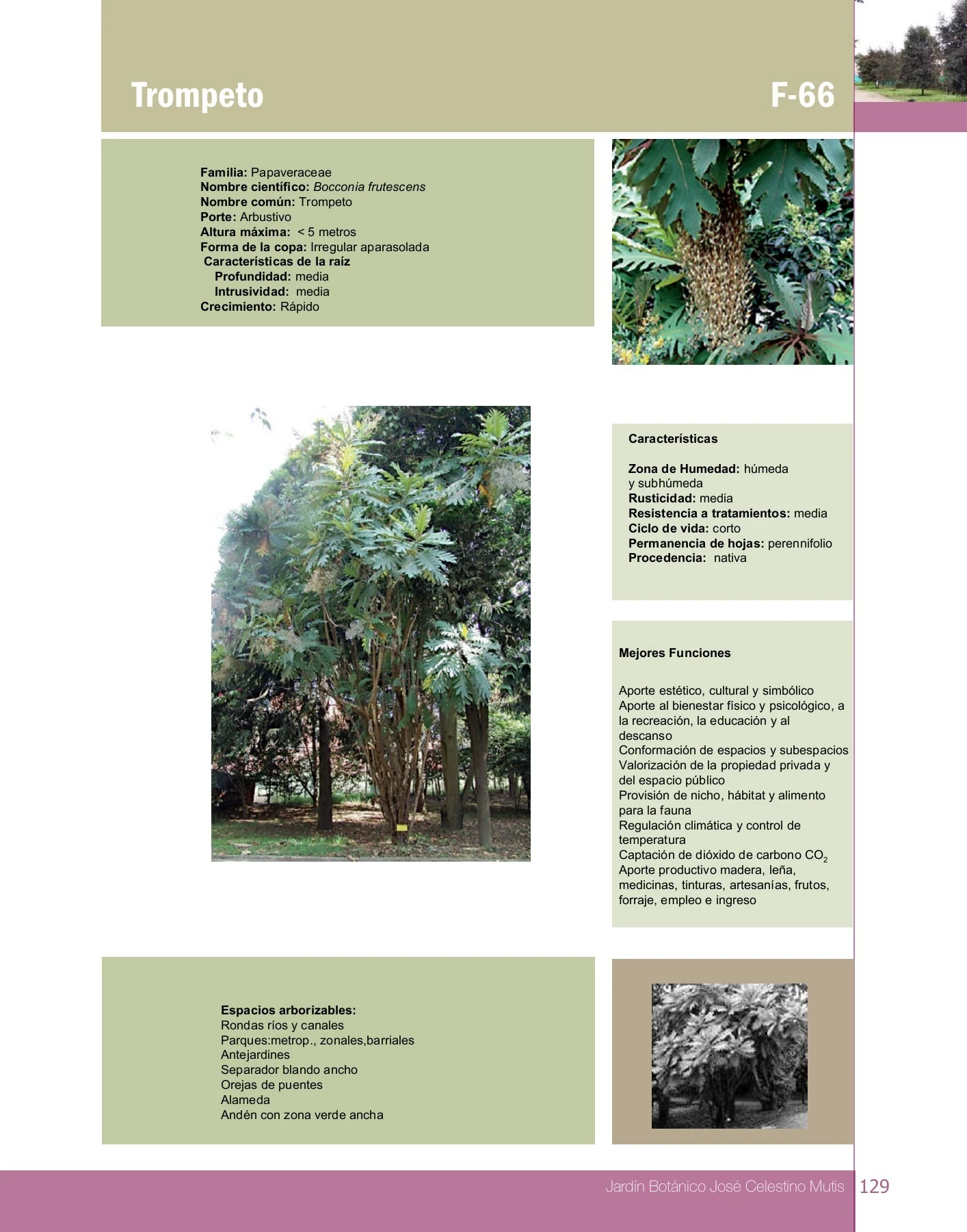 Manual de Silvicultura Urbana para Bogotá - Jardin Botánico De Bogota ...