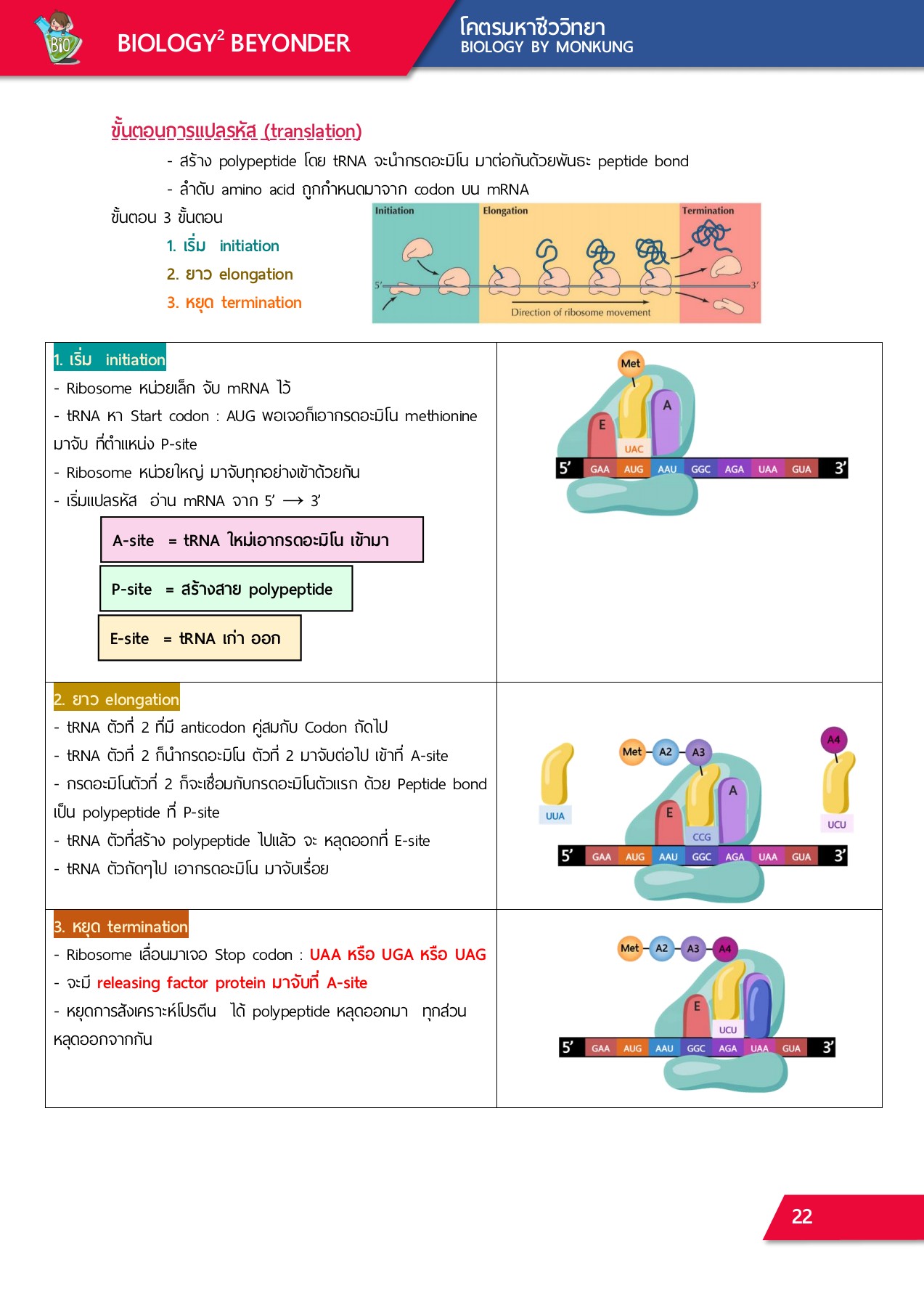 BIO M.4 MOLECULAR GENETICS SUM (1) - nonthichadawimonmueang - หน้า ...