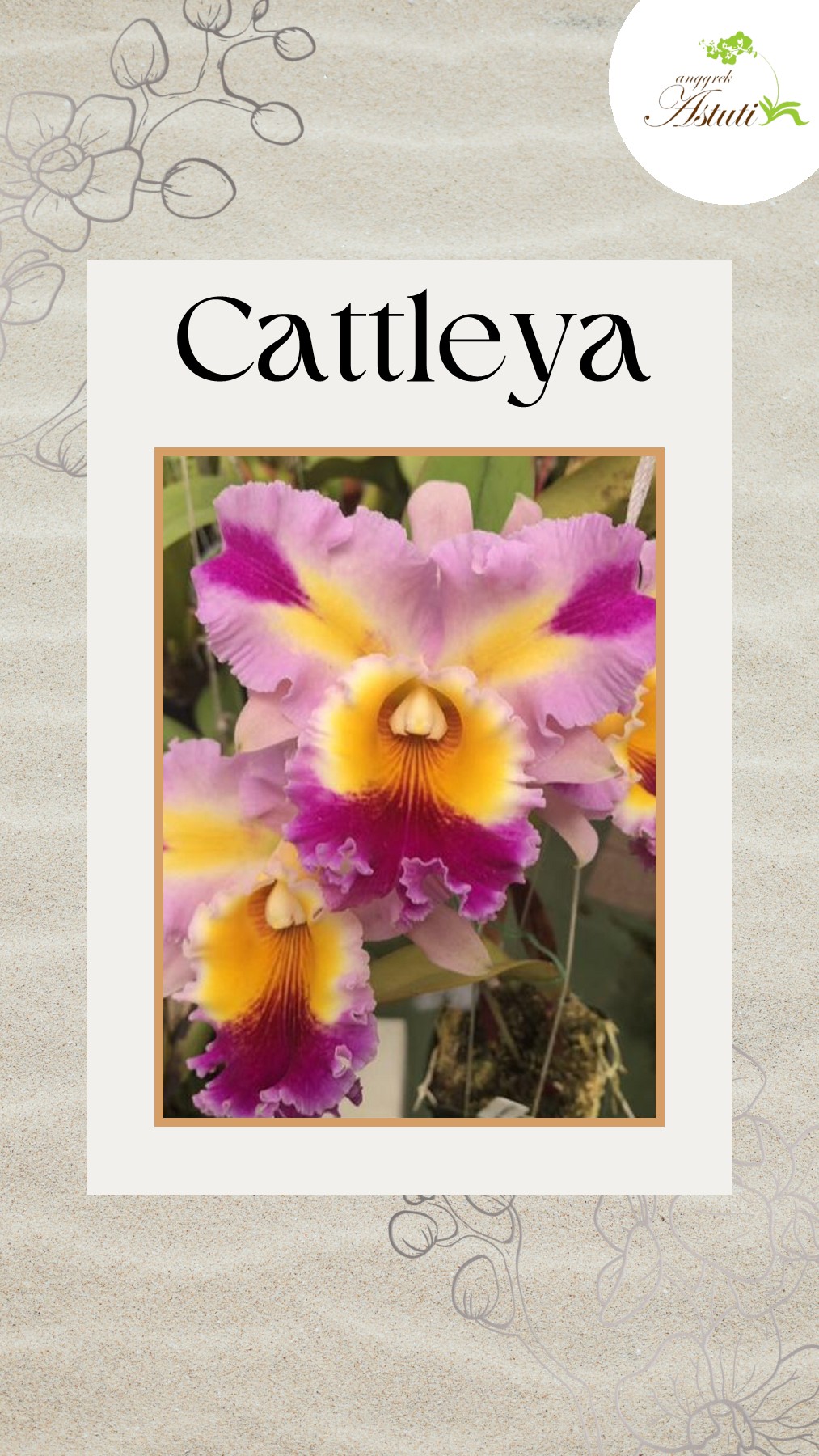 Katalog Cattleya 1 - Anggrek Astuti - Page 1 - 15 | Flip PDF Online | PubHTML5