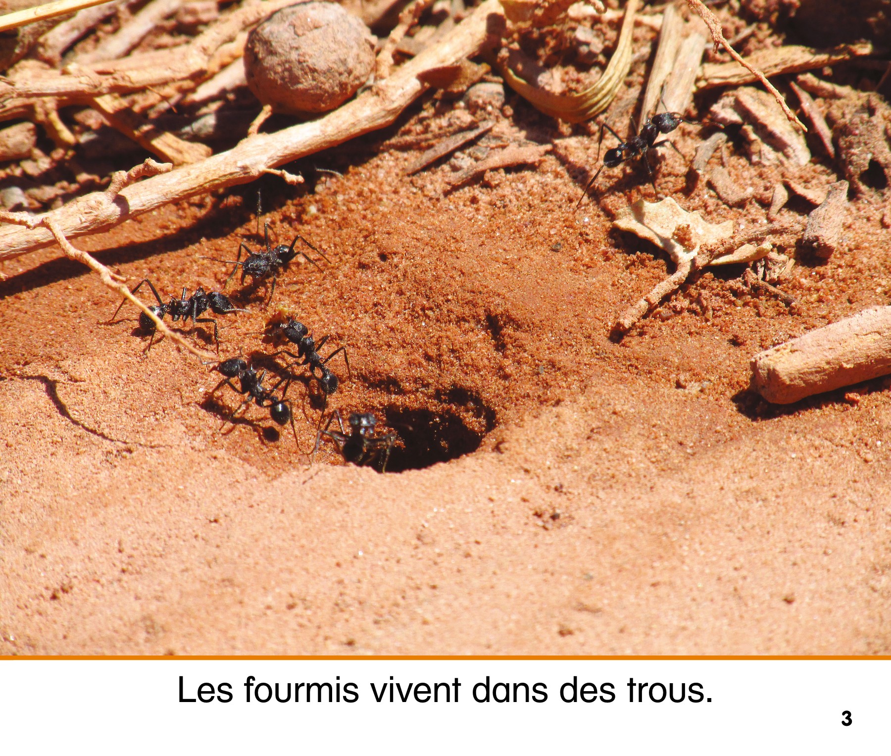 Les fourmis_FINAL_RA - Scholastic Canada - Page 5 | Flip PDF Online ...
