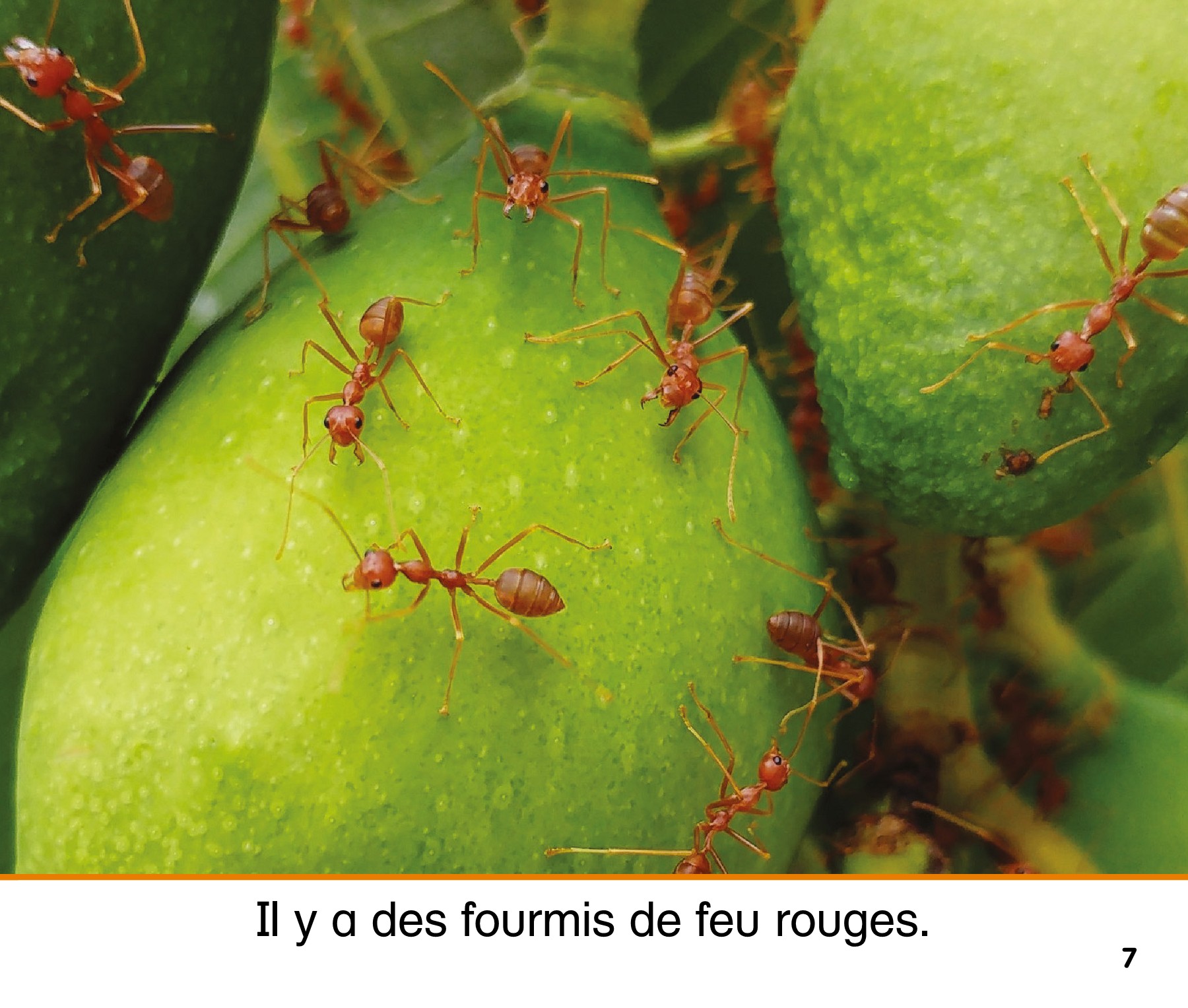 Les fourmis_FINAL_RA - Scholastic Canada - Page 9 | Flip PDF Online ...