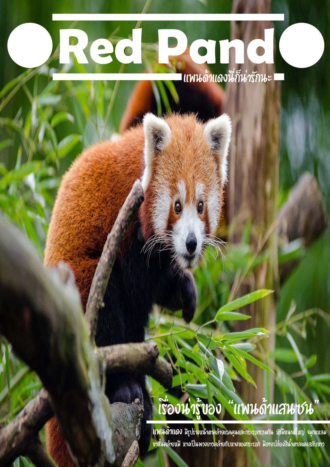 Red Panda - yfurrh - หน้าหนังสือ 1 - 11 | พลิก PDF ออนไลน์ | PubHTML5