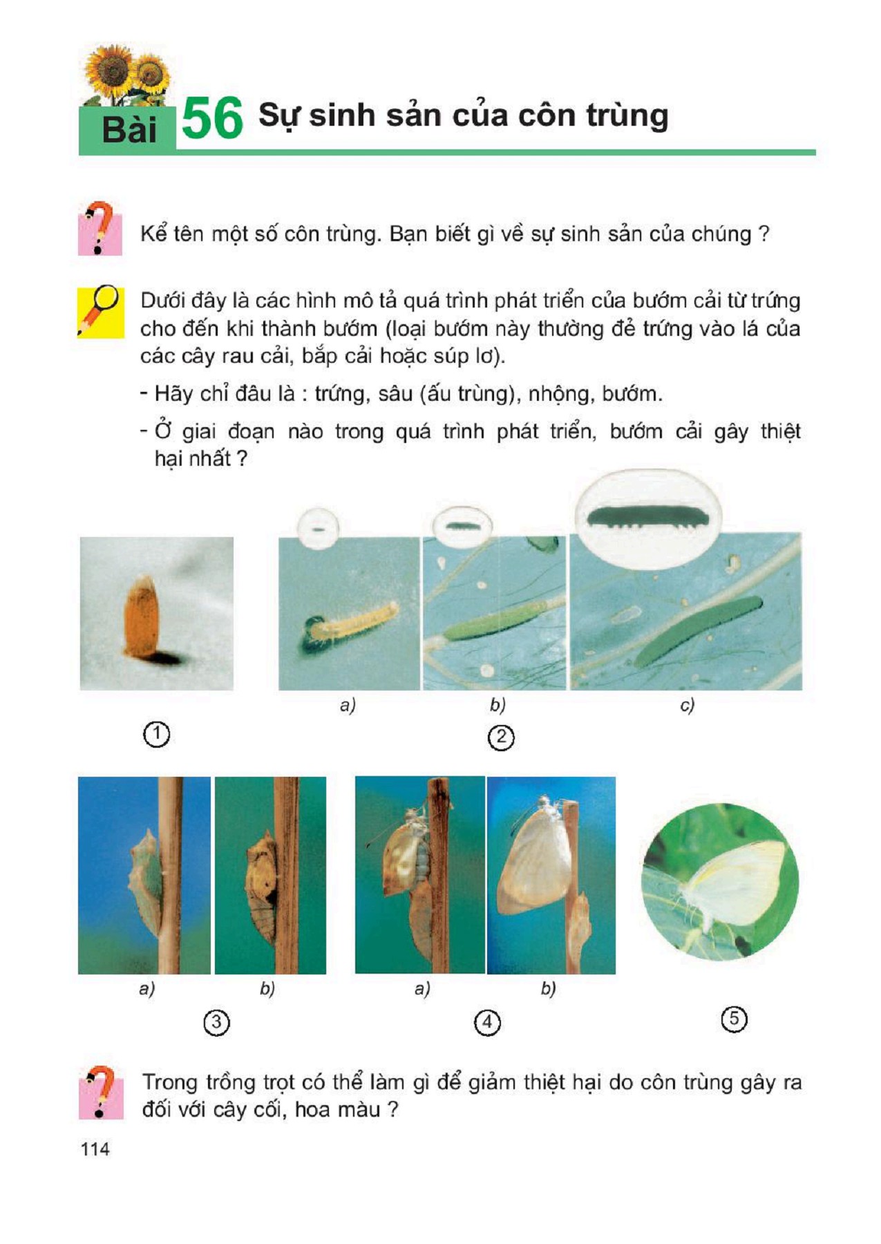 Sach giao khoa lop 5 - minhchau04069022019 - Trang 115 | PDF lật trang ...