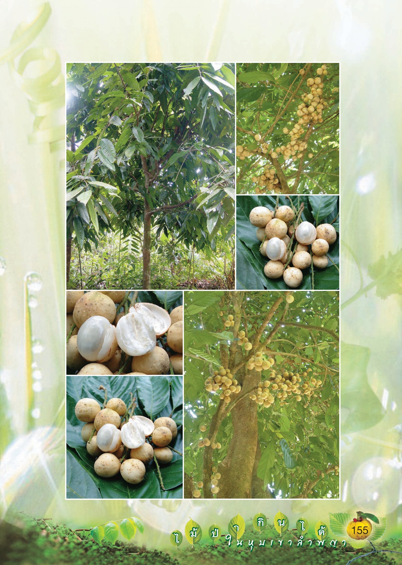003-ไม้ป่ากินได้ในหุบเขาลำพญา - Chatchawan Chuankrathok - หน้าหนังสือ 165 | พลิก PDF ออนไลน์ ...