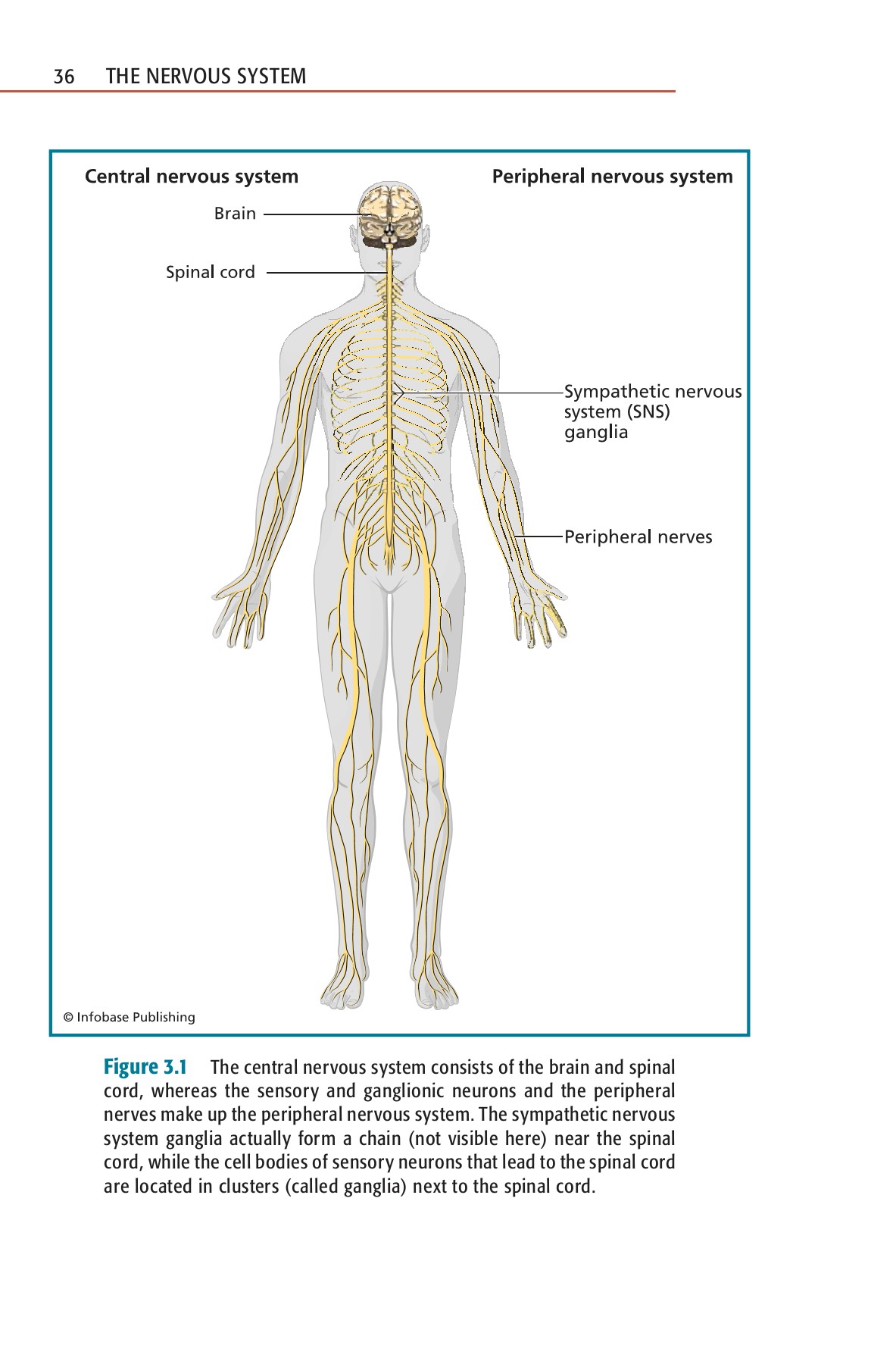The Nervous System The Human Body How It Works - LATE SURESHANNA ...