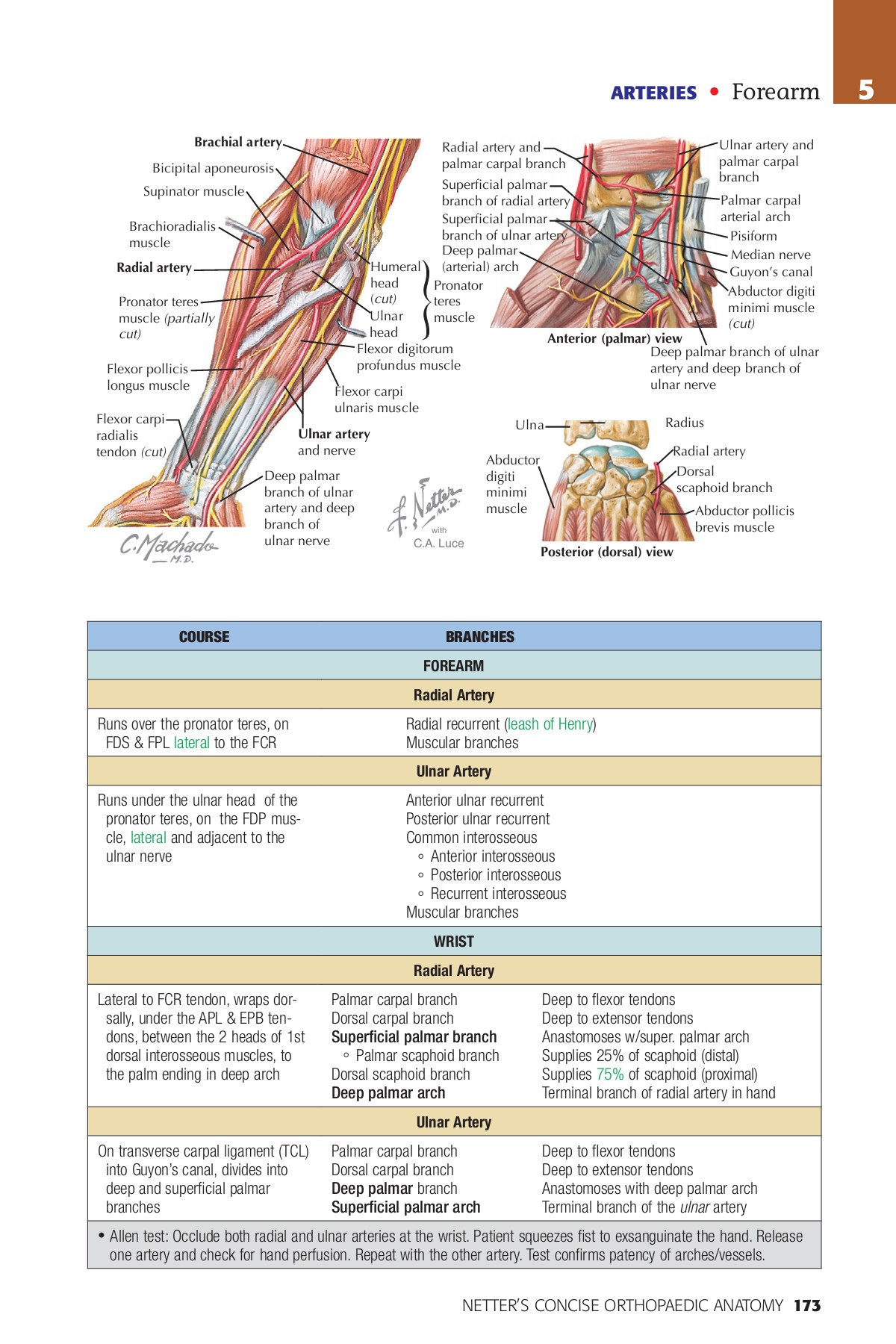 Netter Concise Orthopaedic Anatomy 2nd Edition - Horizon College of ...