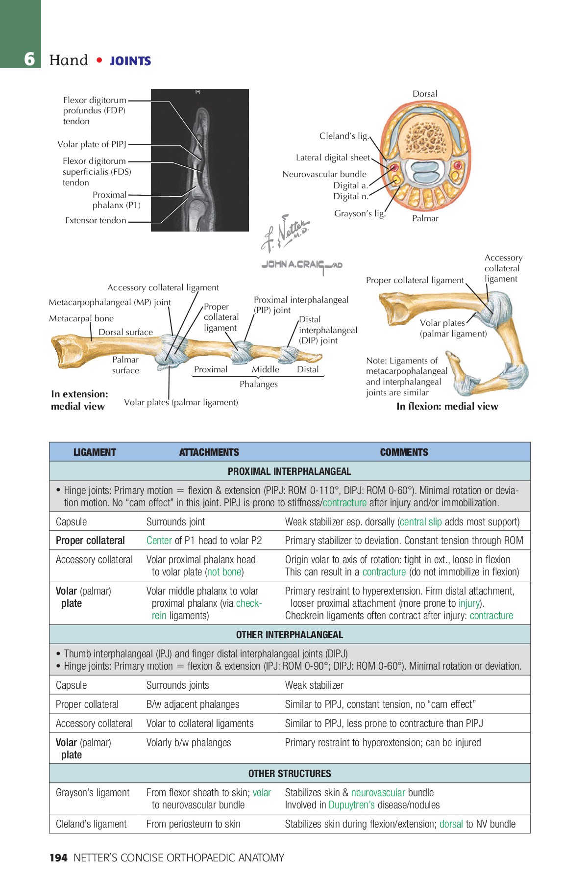 Netter Concise Orthopaedic Anatomy 2nd Edition - Horizon College of ...
