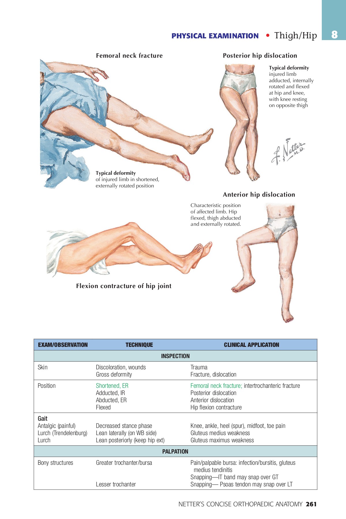 Netter Concise Orthopaedic Anatomy 2nd Edition - Horizon College of ...