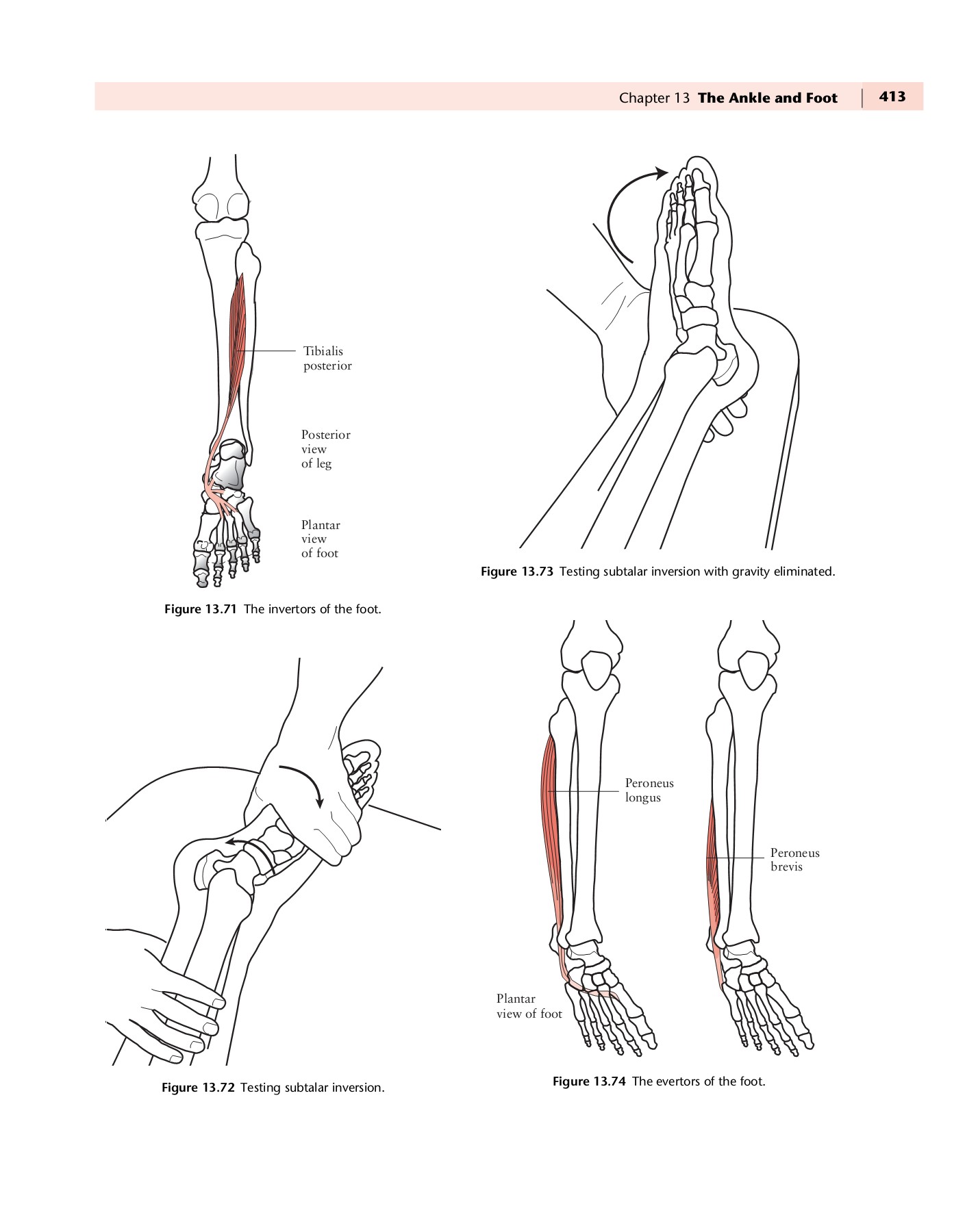 Musculoskeletal Examination - Horizon College of Physiotherapy - Page ...