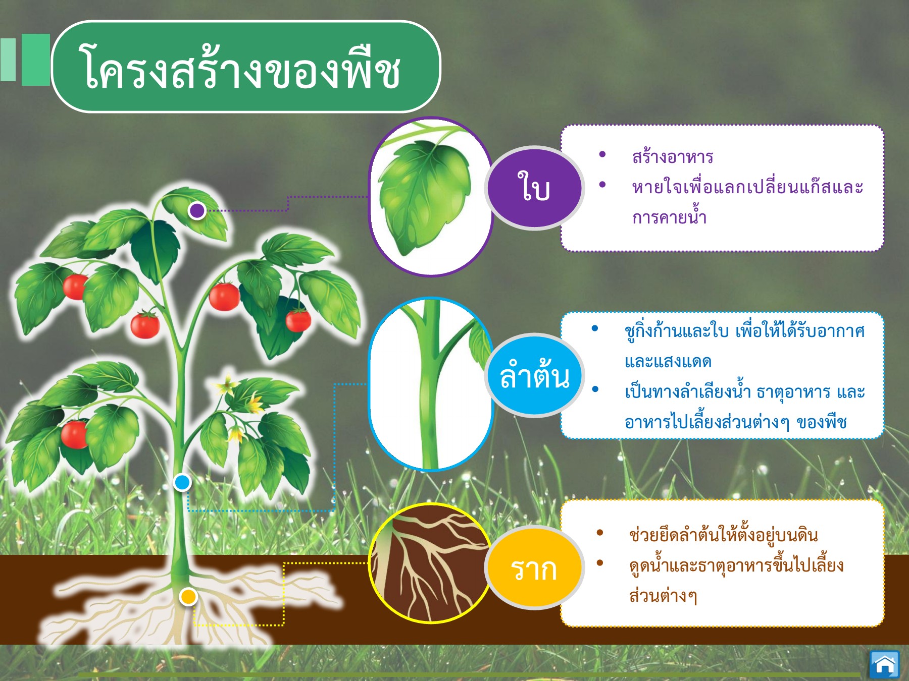 ลักษณะโครงสร้างภายนอกของพืช ป.4 ครูก๊อบ - pat__2536 - หน้าหนังสือ 25 ...