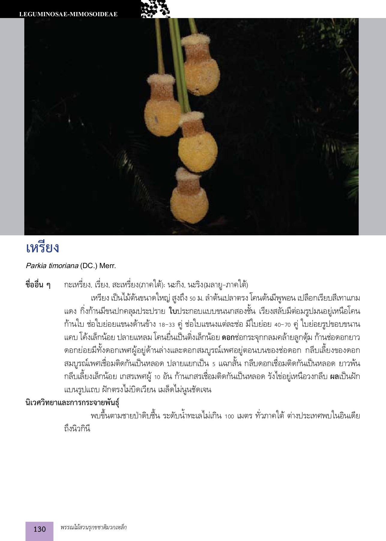 ️พรรณไม้สวนรุกขชาติมวกเหล็กจังหวัดสระบุรี - E-Book Buffet : ห้องสมุดประชาชน อ.ท่าบ่อ - หน้า ...