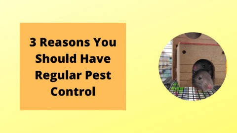 3 Reasons You Should Have Regular Pest Control