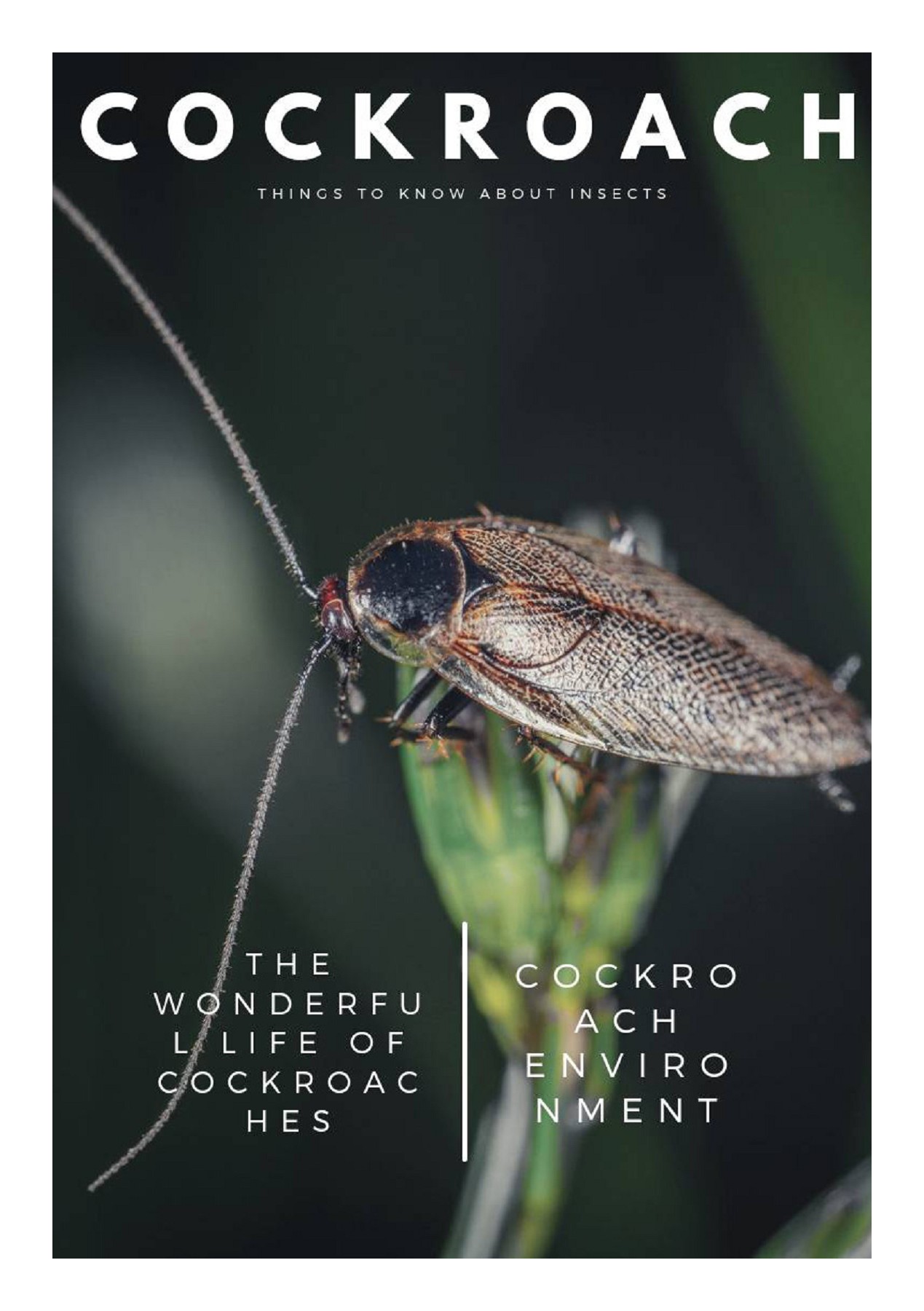 Know the cockroaches - Kritsada Boss - หน้าหนังสือ 1 - 10 | พลิก PDF ...