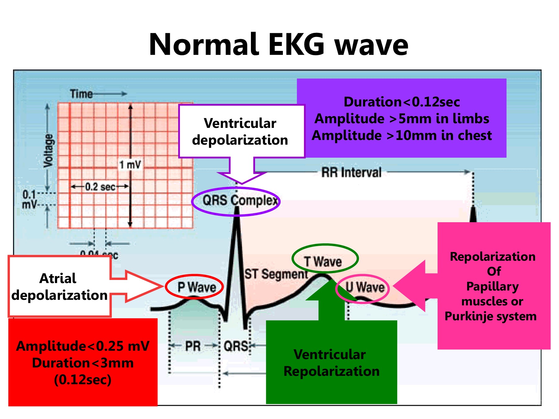 Basic EKG for Nurse - porntana22 - Page 45 | Flip PDF Online | PubHTML5