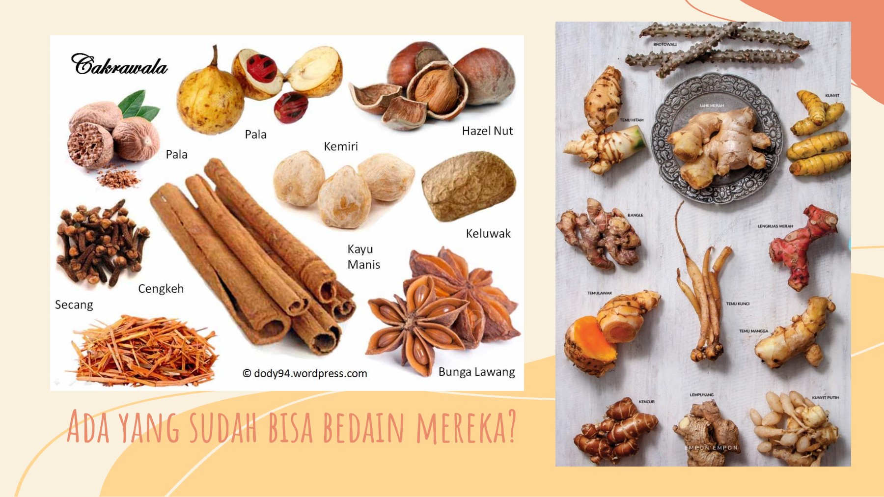 Materi 1 - Kulwap Rempah dan Rimpang - berkebun iptangsel2020 - Halaman ...