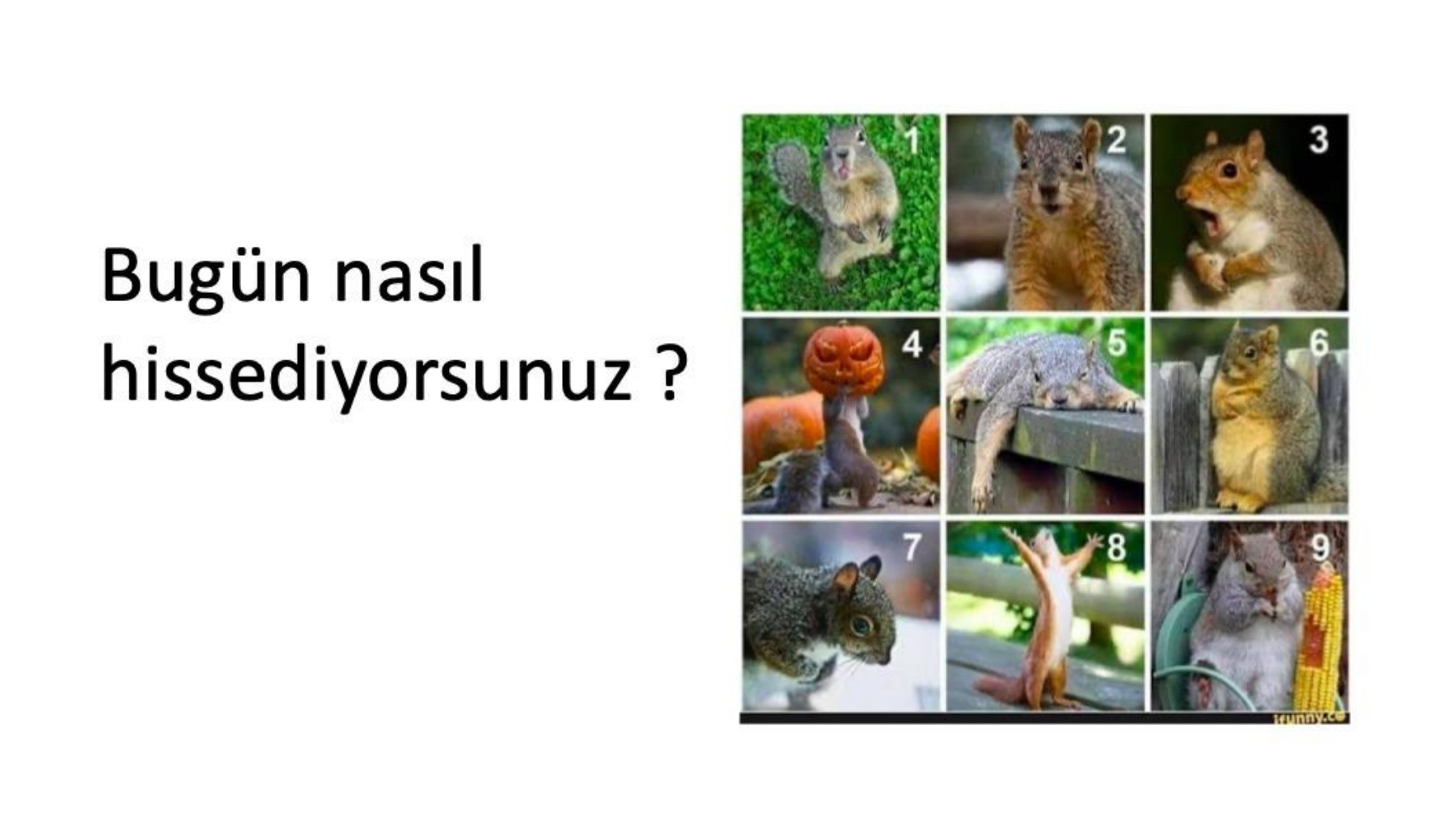 hayvanlarda tüketim-nesli tükenme tehlikesi altındaki hayvanlar öğrenci ...